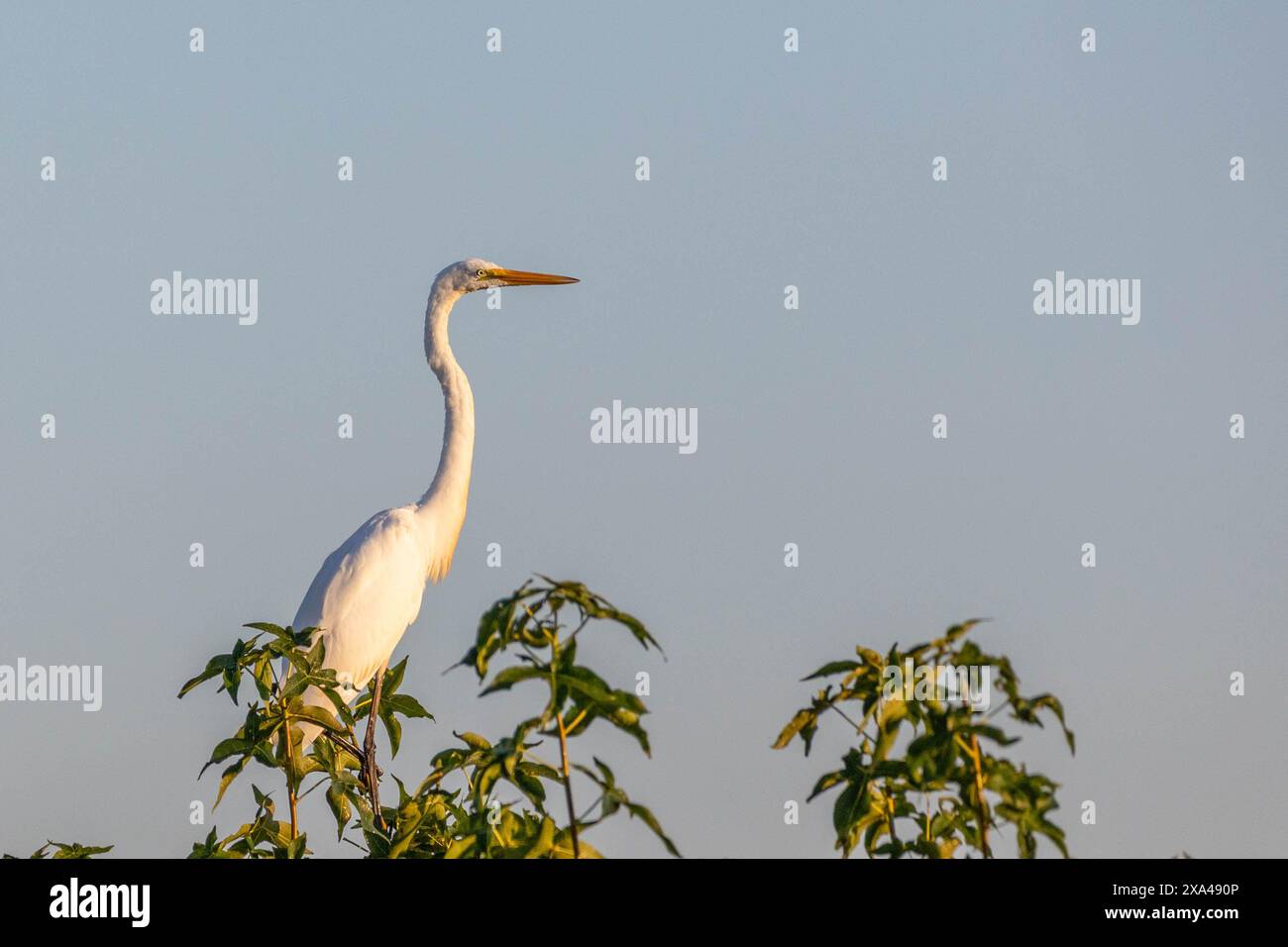 Crane in Tree at the Alligator River Wildlife Refuge Stock Photo - Alamy