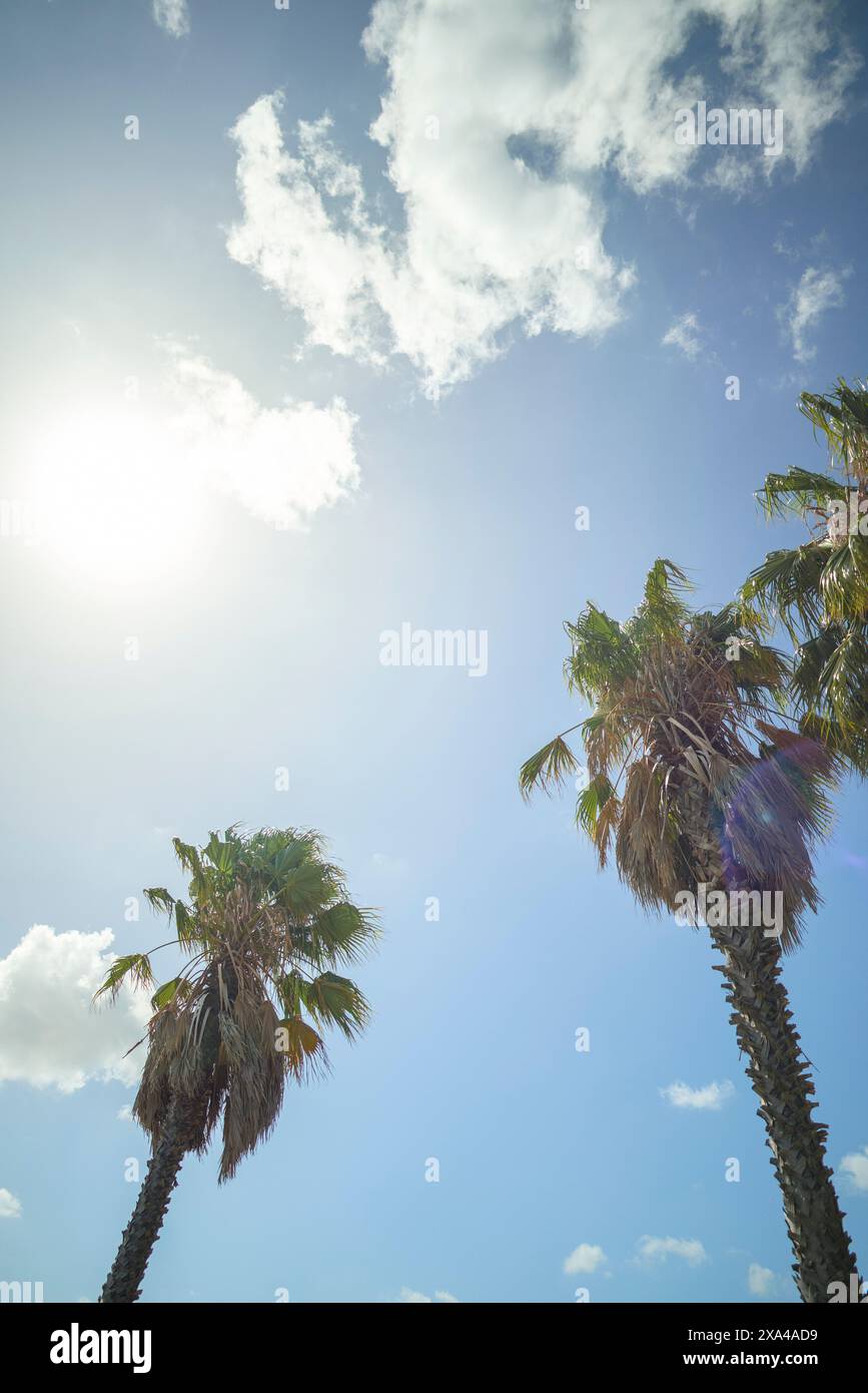 Two palm trees stand tall against a clear blue sky with a few clouds ...