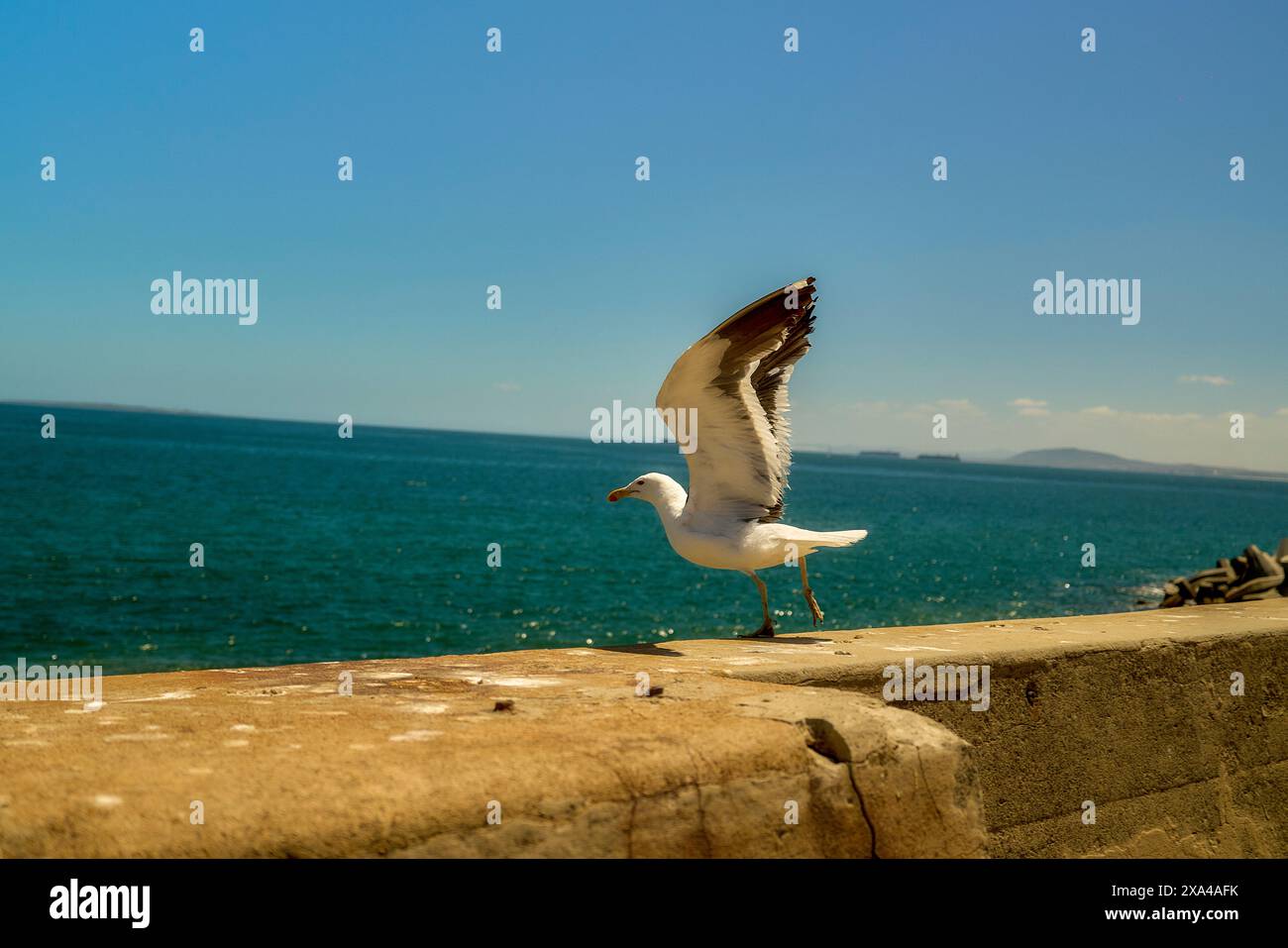 A seagull is perched on a concrete ledge by the sea, with its wings ...