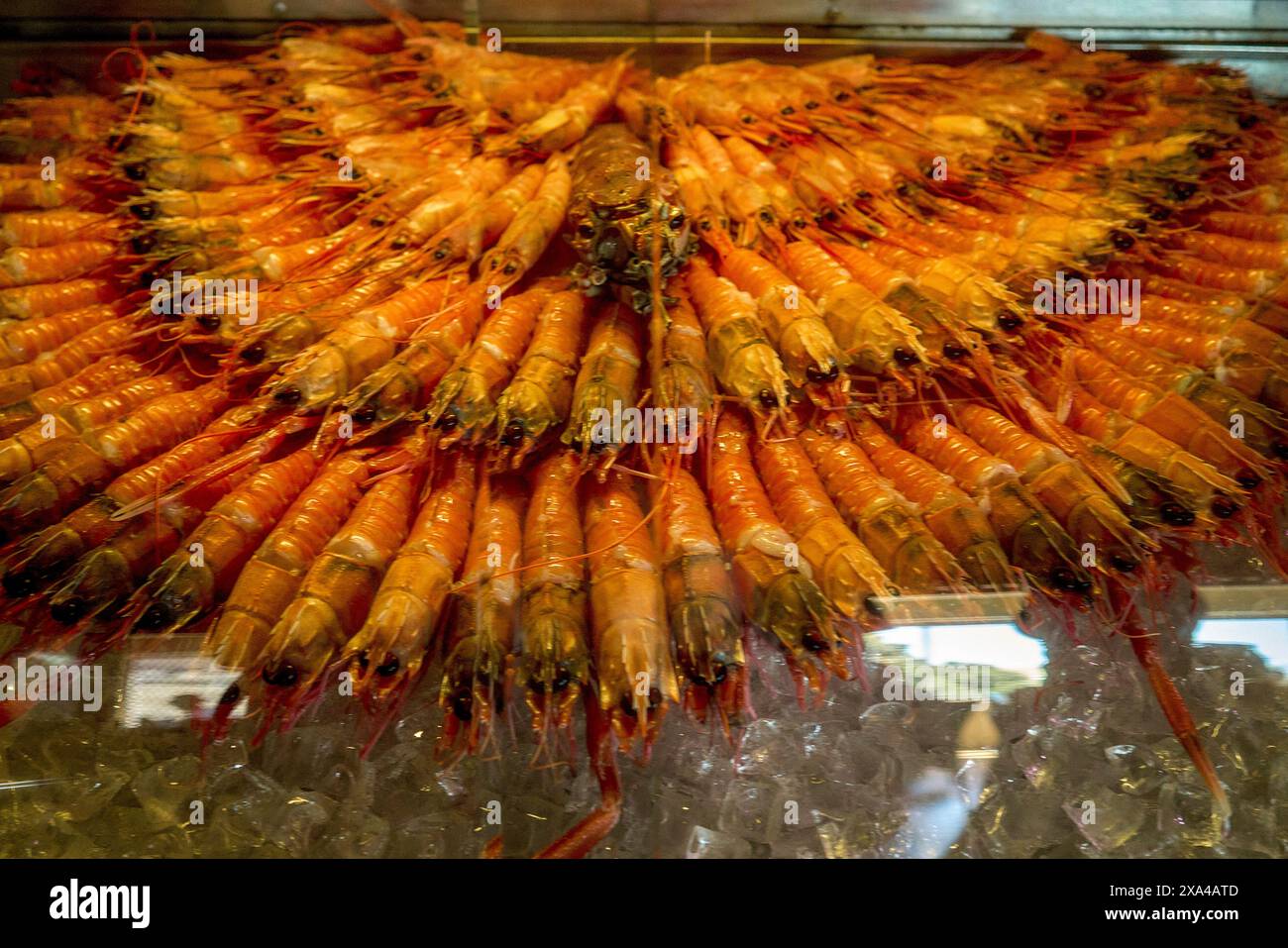 Showcasing fresh seafood for sale hi-res stock photography and images ...