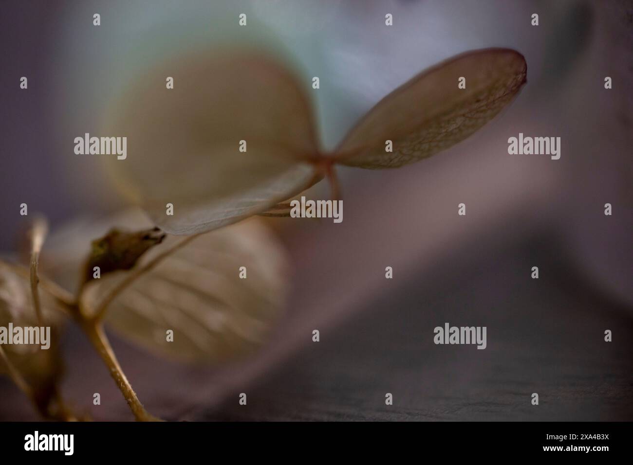 A close-up photograph of delicate, translucent leaves, with a focus on ...