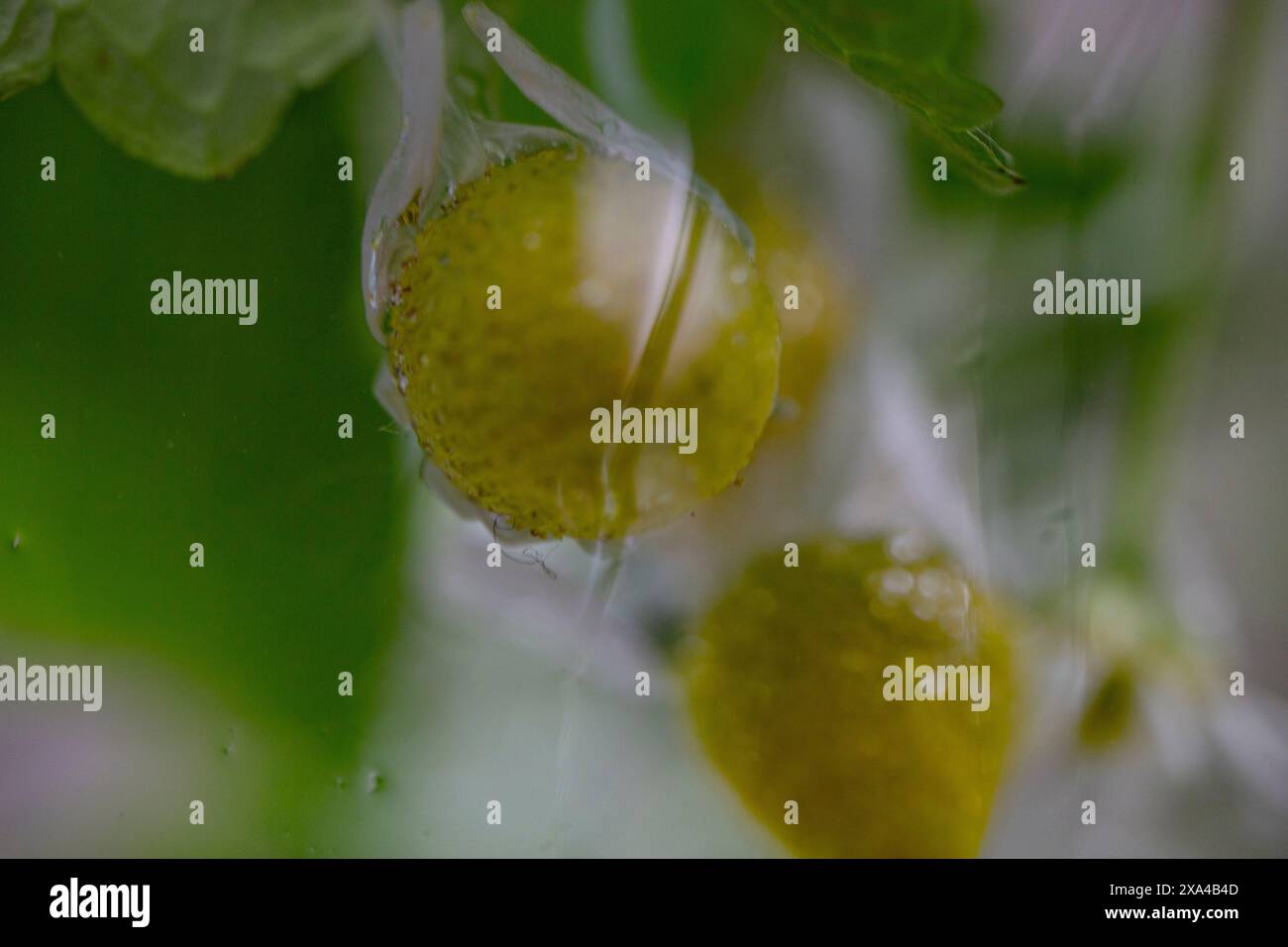 The image features a close-up of two strawberries emerging through a ...