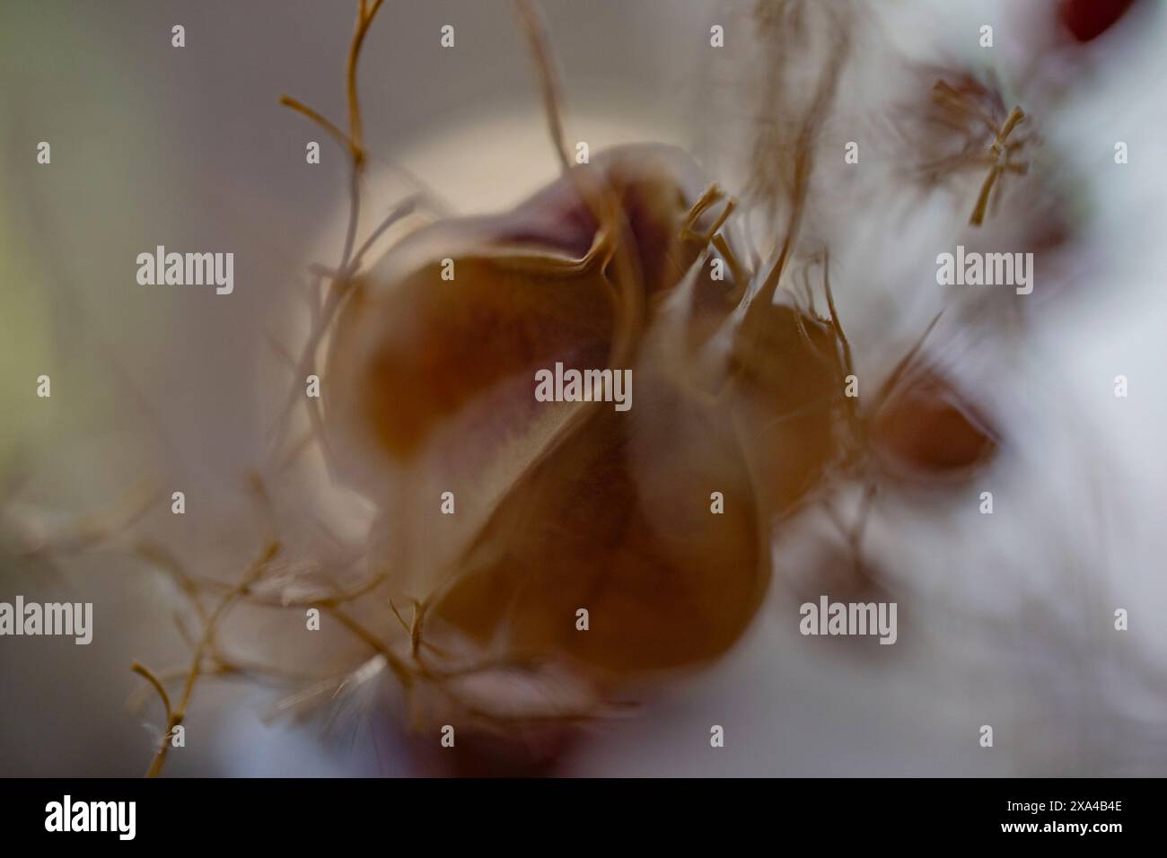 A close-up image of a delicate flower shrouded by soft, translucent ...