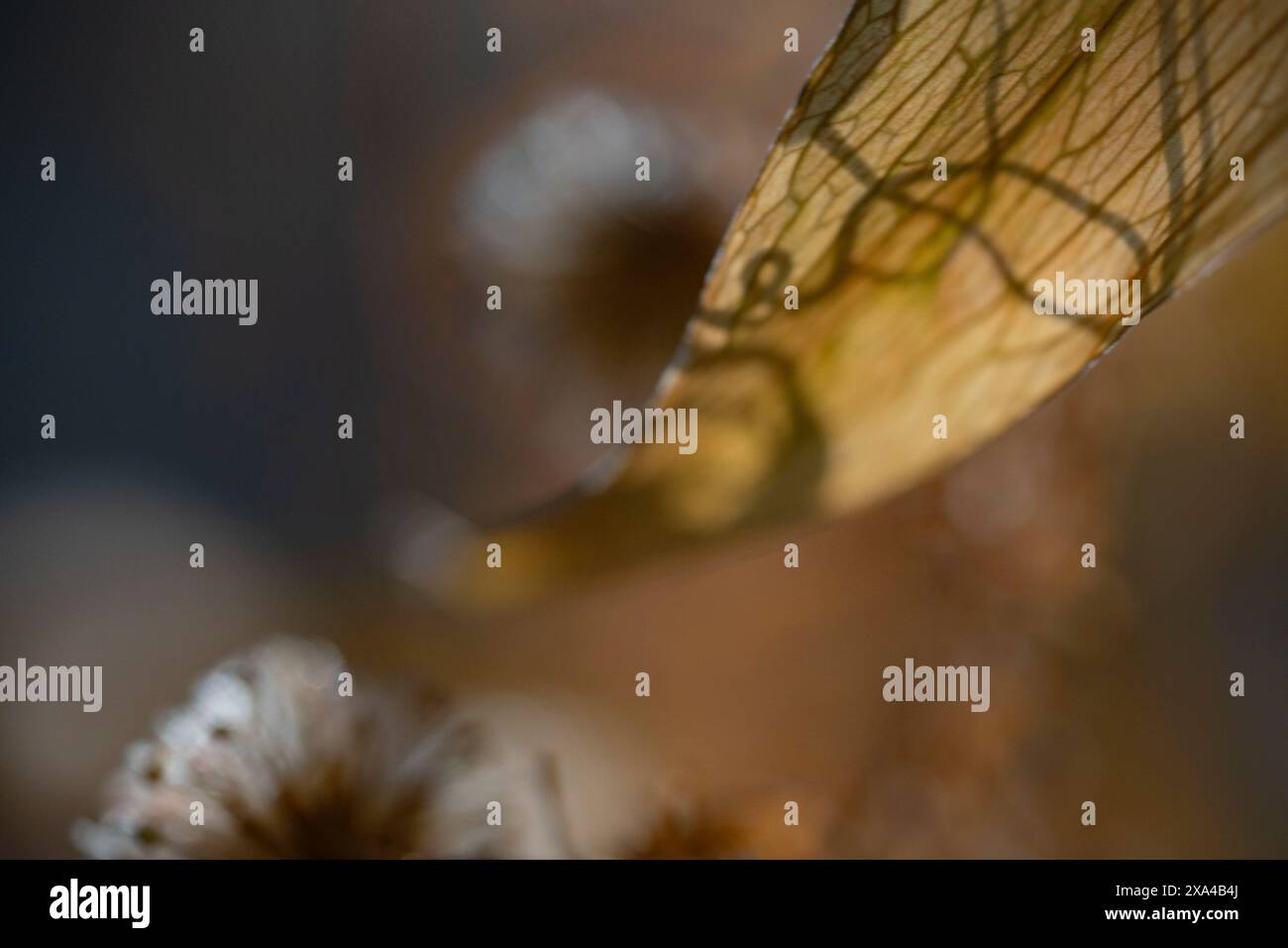 Translucent leaf intricate vein patterns hi-res stock photography and ...