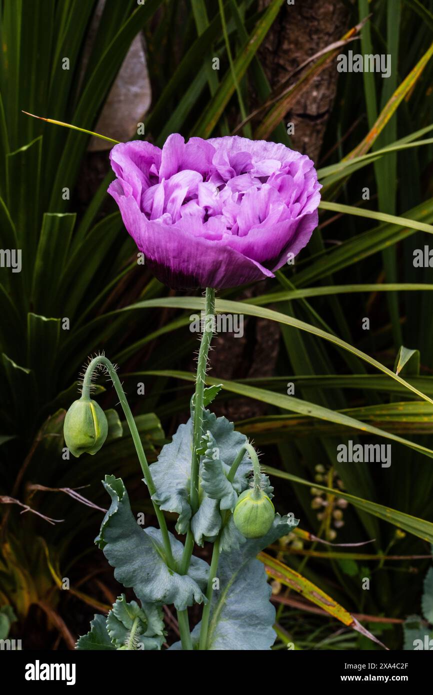 Double papaver somniferum hi-res stock photography and images - Alamy