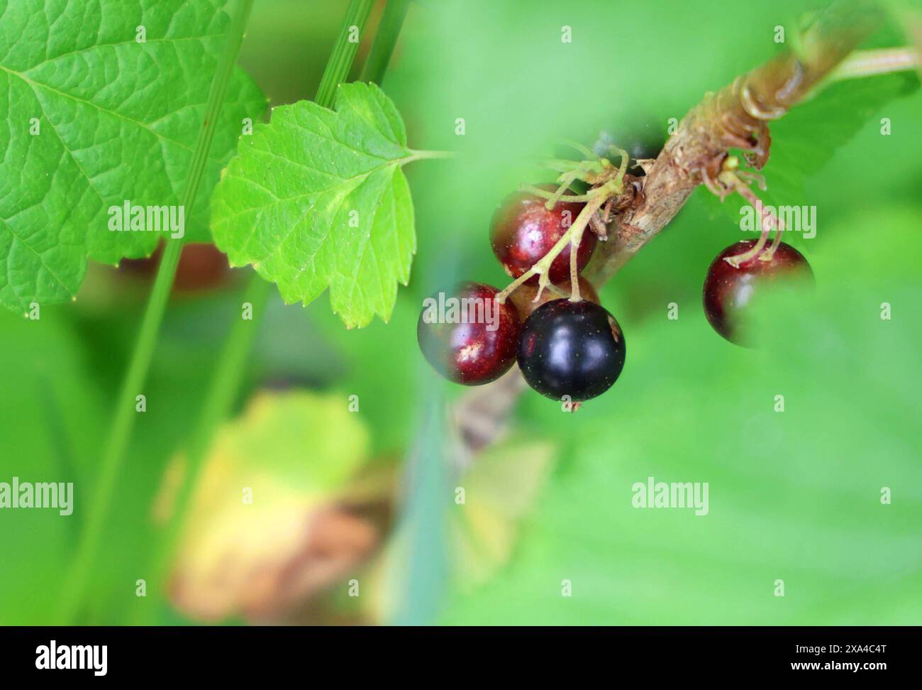 Johannisbeeren 04.06.2024, Ostramondra, schwarze Johannisbeeren Ribus ...