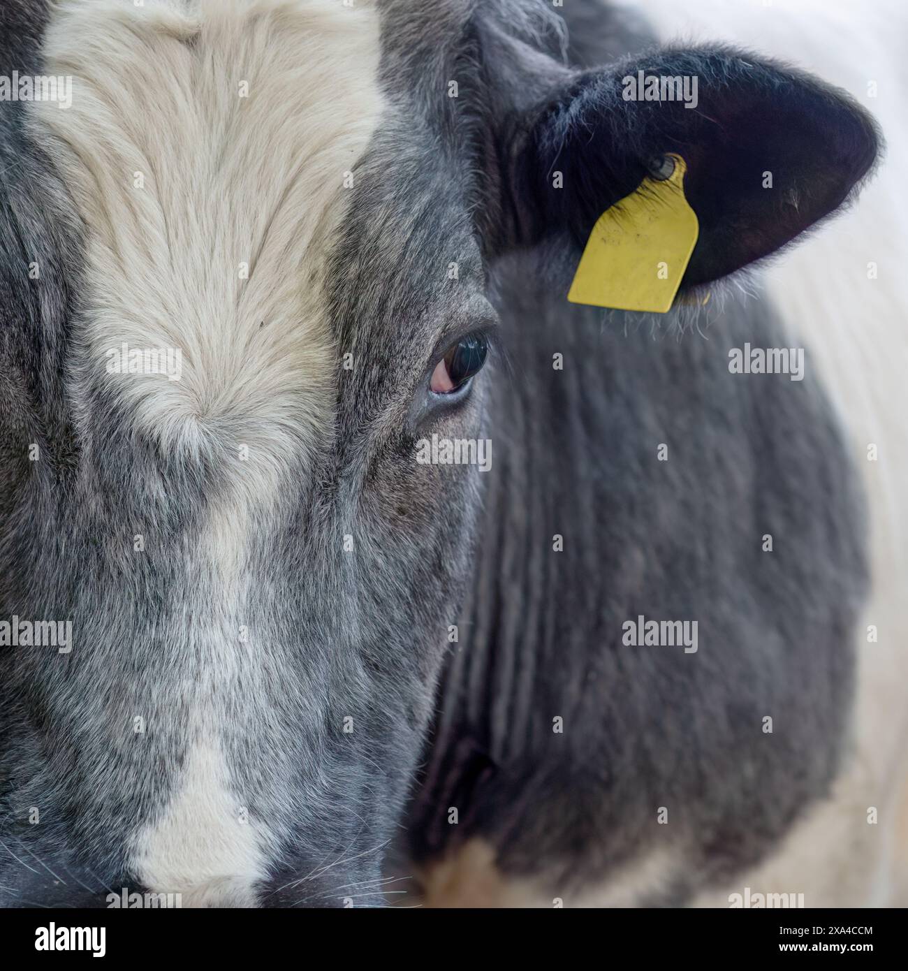 Cow portrait, eye and tag. Farming Stock Photo - Alamy