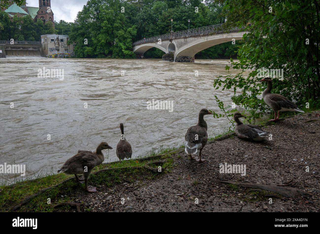 Muenchen, Hochwasser in der Isar beim Kabelsteg *** Munich, high water ...