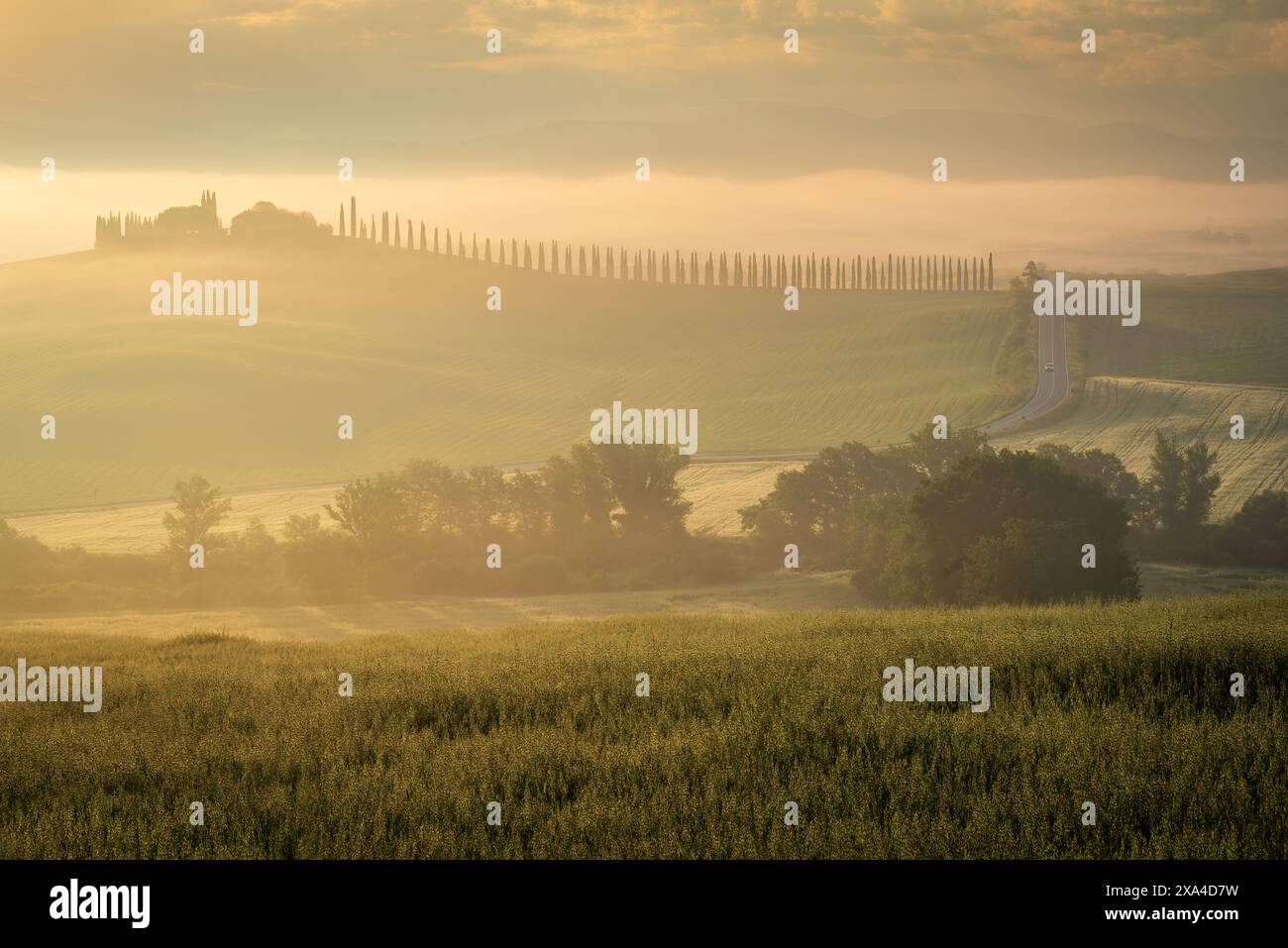 Tuscany cypress tree road hi-res stock photography and images - Alamy