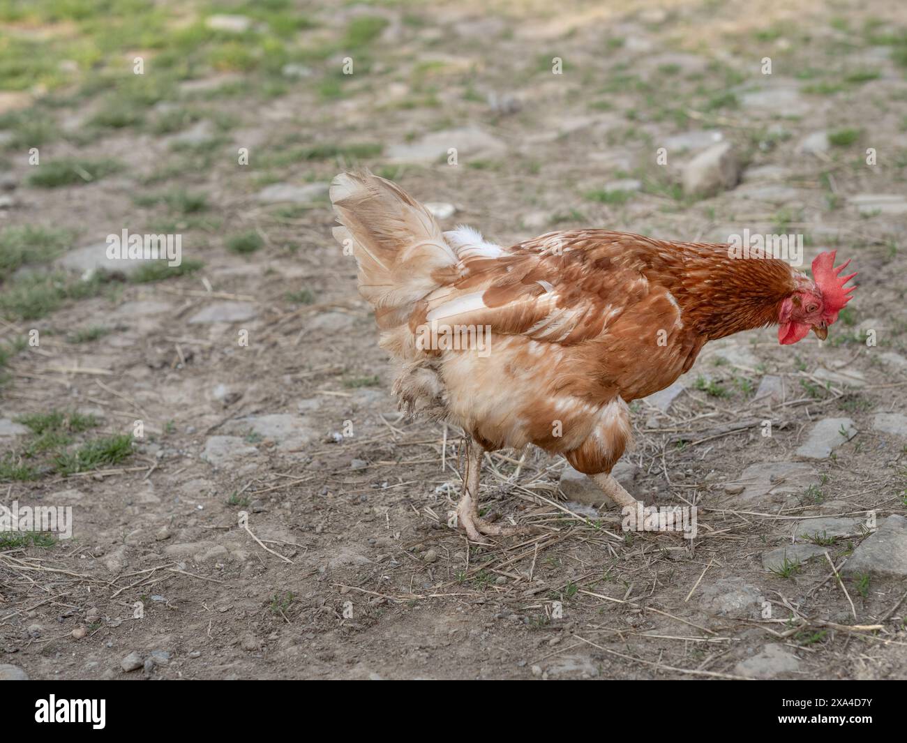 Red chicken walking as though thinking or heading to the naughty step ...