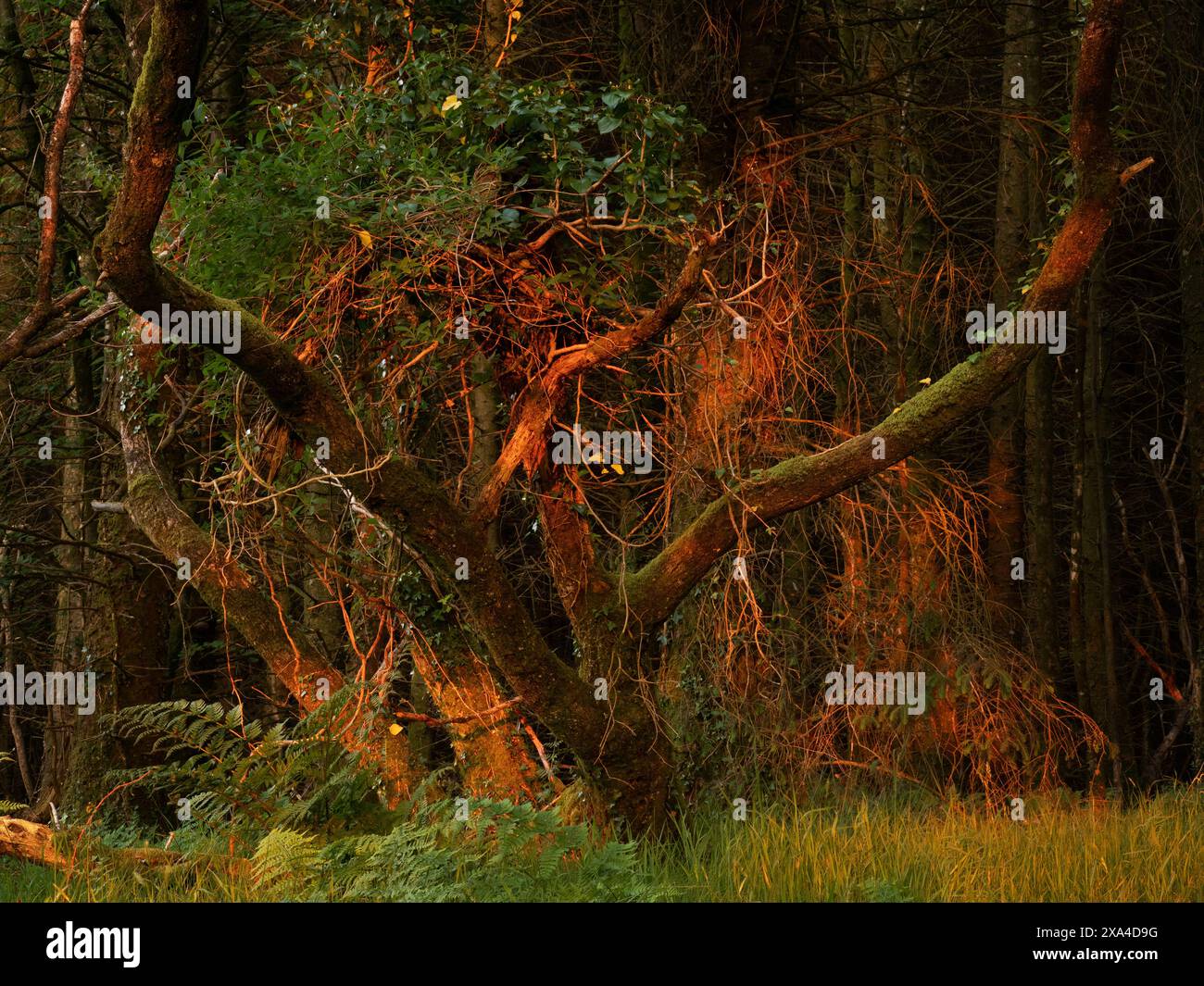 Genuine red sunlight turns green to fiery orange in wood, due to low ...