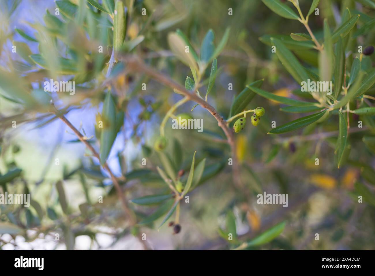 Close-up photo of an ancient olive tree branches in Olive gardens of ...