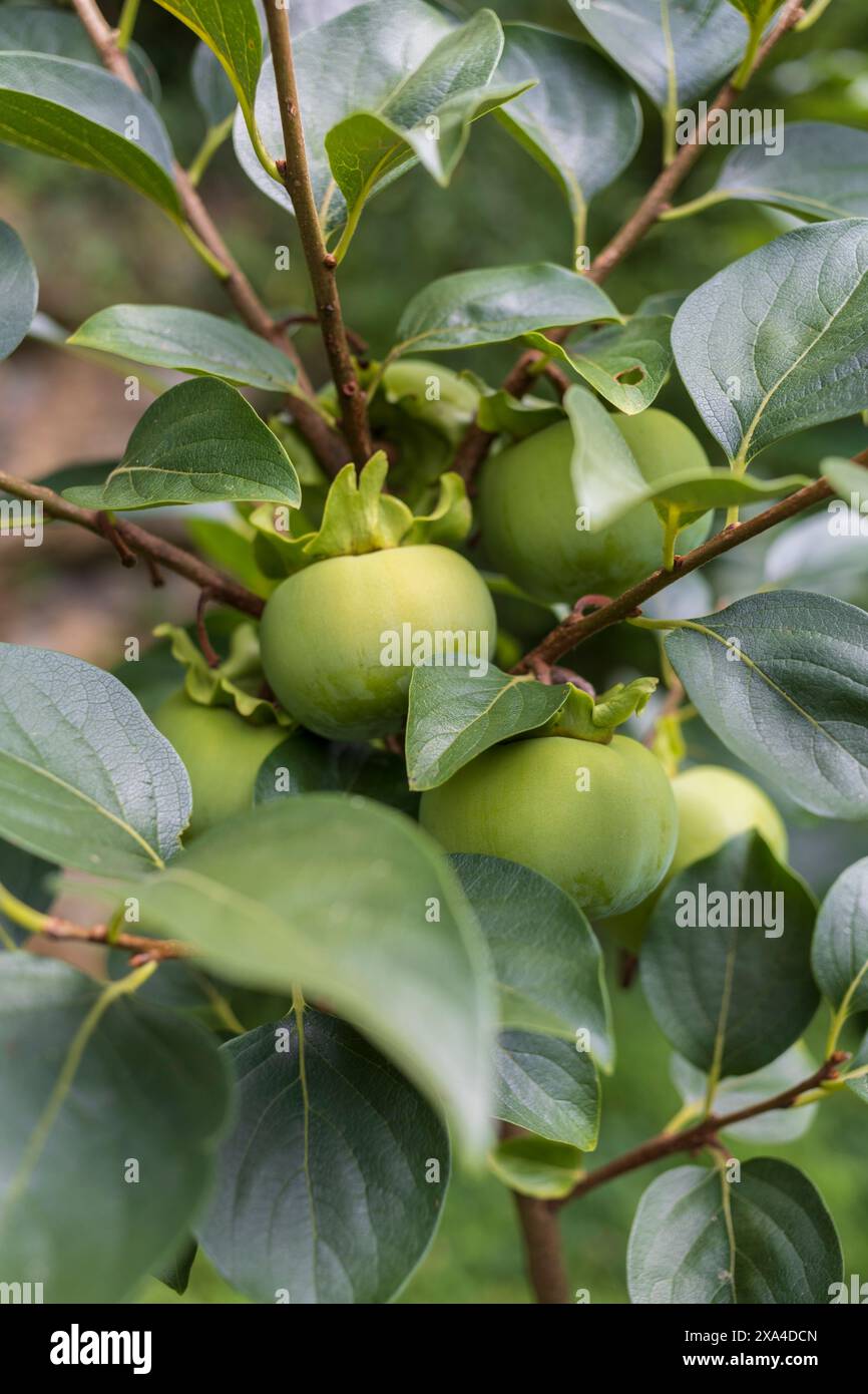 Close-up photo of a persimmon tree branch with green immature fruits on green foliage background ...