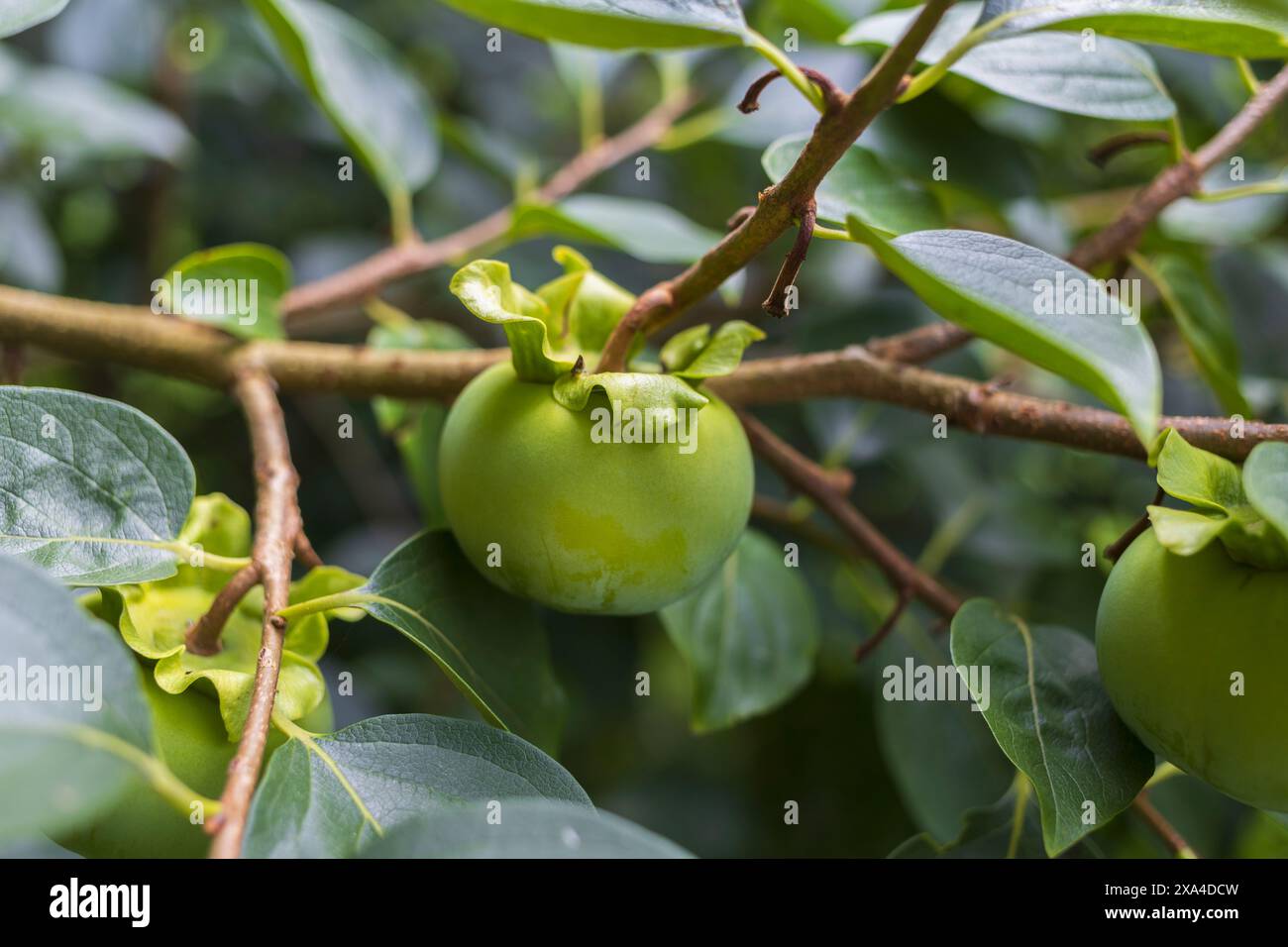 Close-up photo of a persimmon tree branch with green immature fruit on green foliage background ...