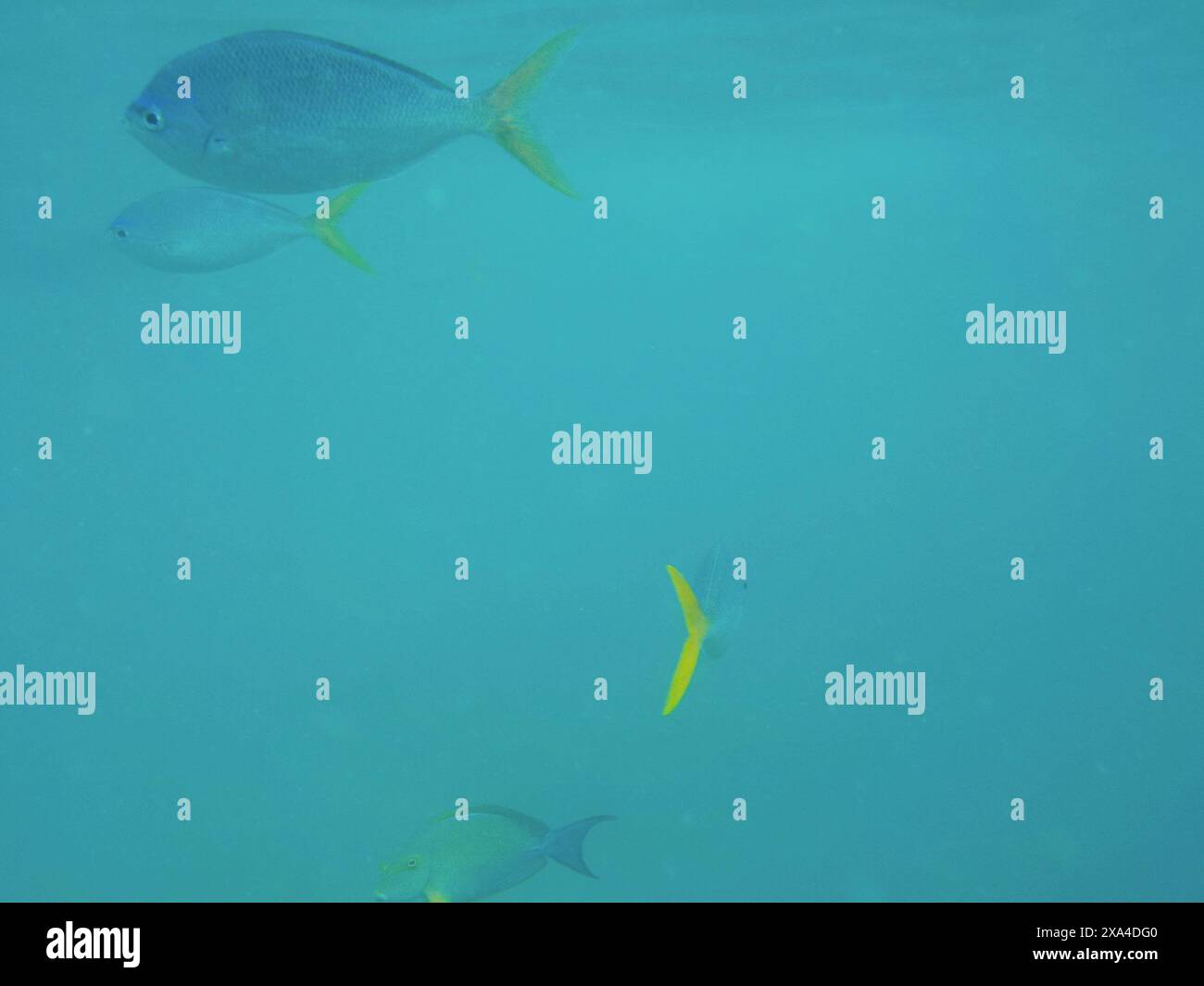 A serene underwater scene showing four fish swimming in clear blue ...