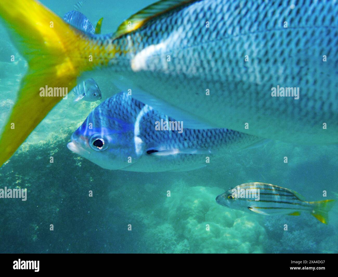 A vibrant underwater scene with various tropical fish swimming above a ...