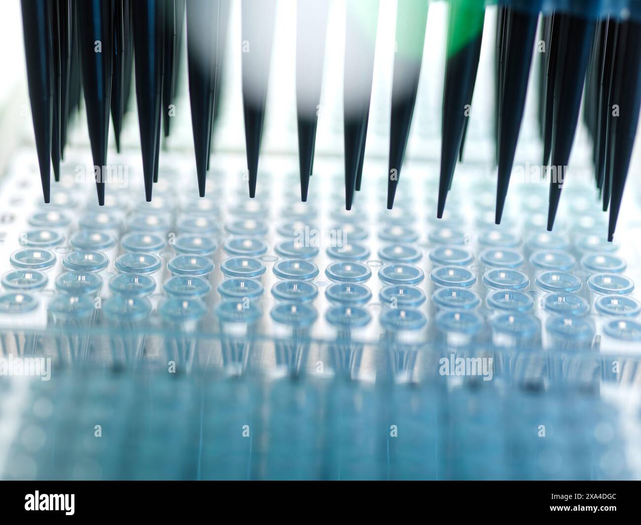 Multi channel pipette dispensing hi-res stock photography and images ...