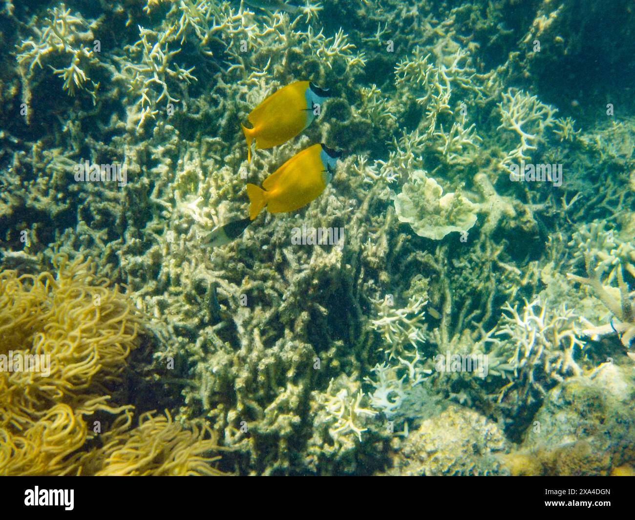 Two yellow fish swim above coral reefs in clear underwater scenery ...