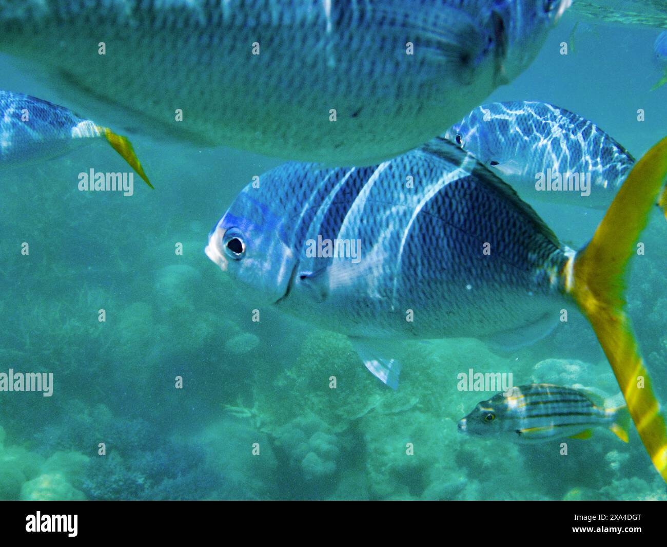 A colorful underwater scene showcasing various fish swimming among ...