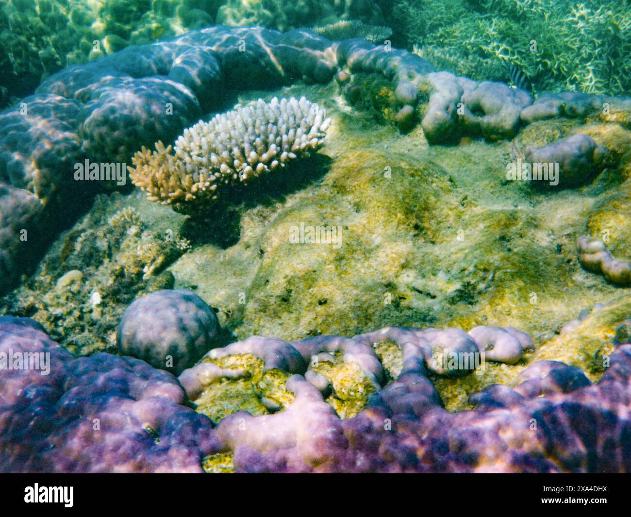 Underwater photography showcasing an assortment of coral formations ...