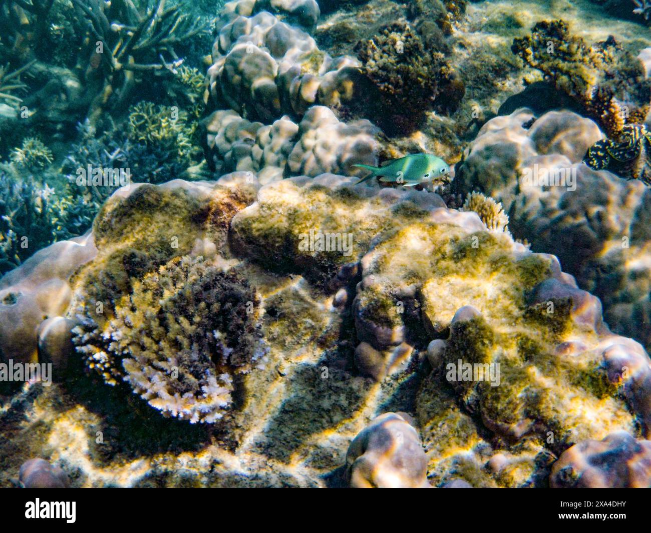 A vibrant underwater scene featuring a small fish swimming above coral ...