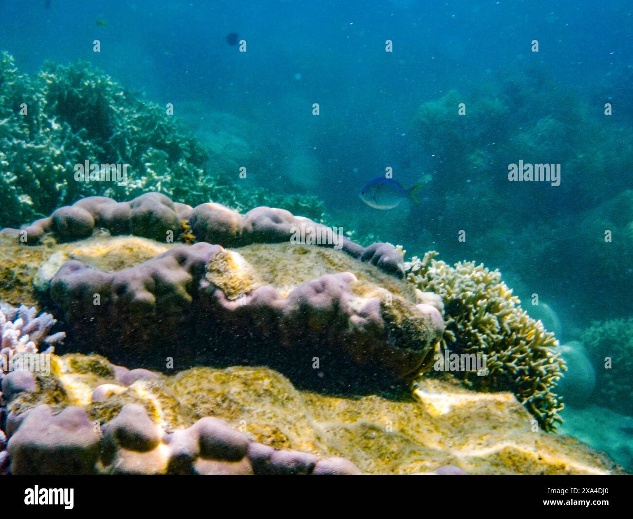 Marine life hi-res stock photography and images - Alamy