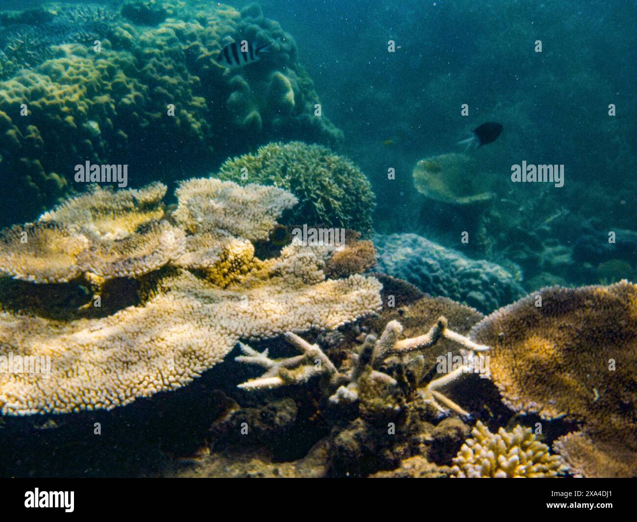 Coral formations hi-res stock photography and images - Alamy