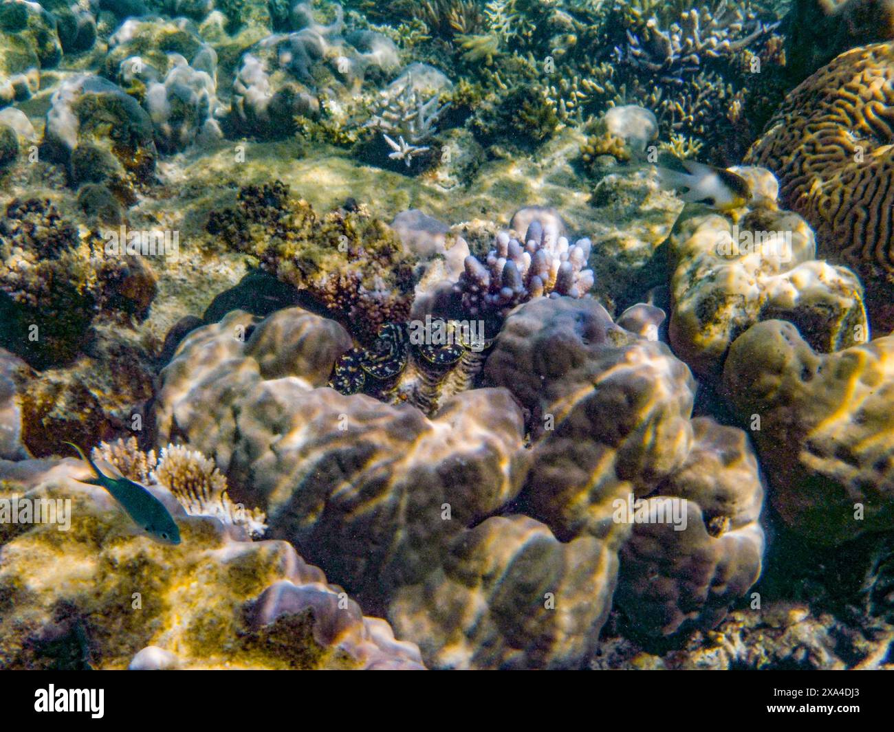 Coral formations hi-res stock photography and images - Alamy