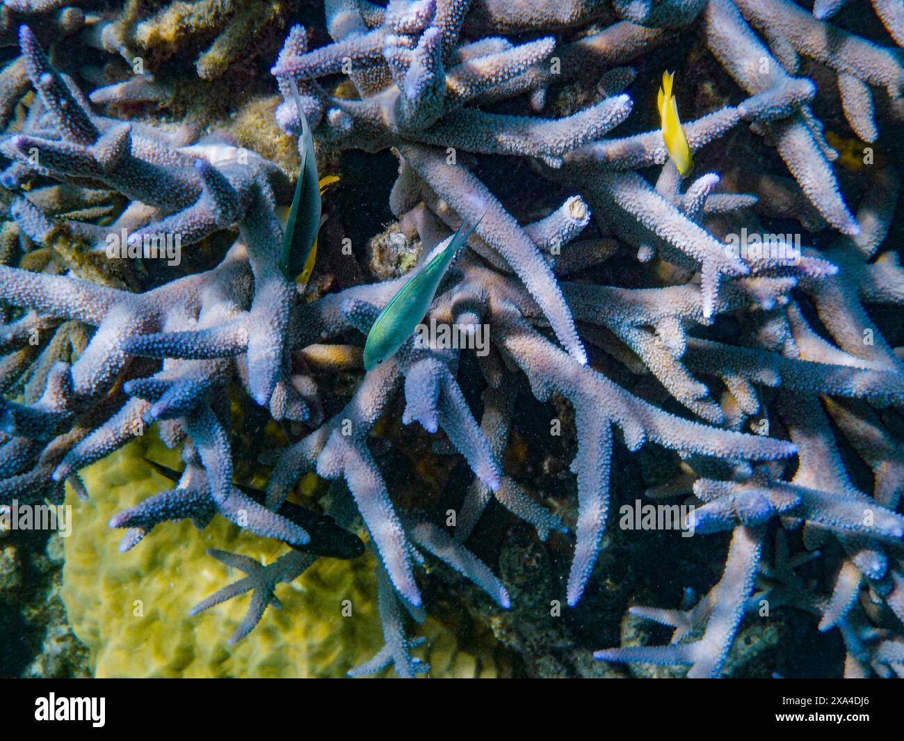 A vibrant underwater scene showcasing several fish swimming among ...