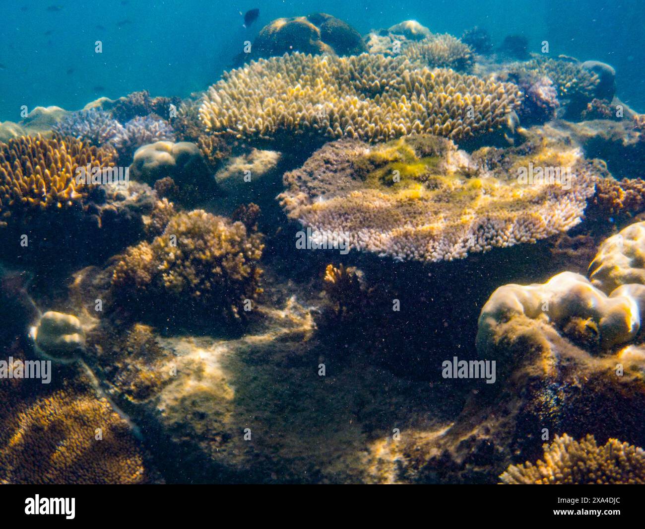 Coral formations hi-res stock photography and images - Alamy