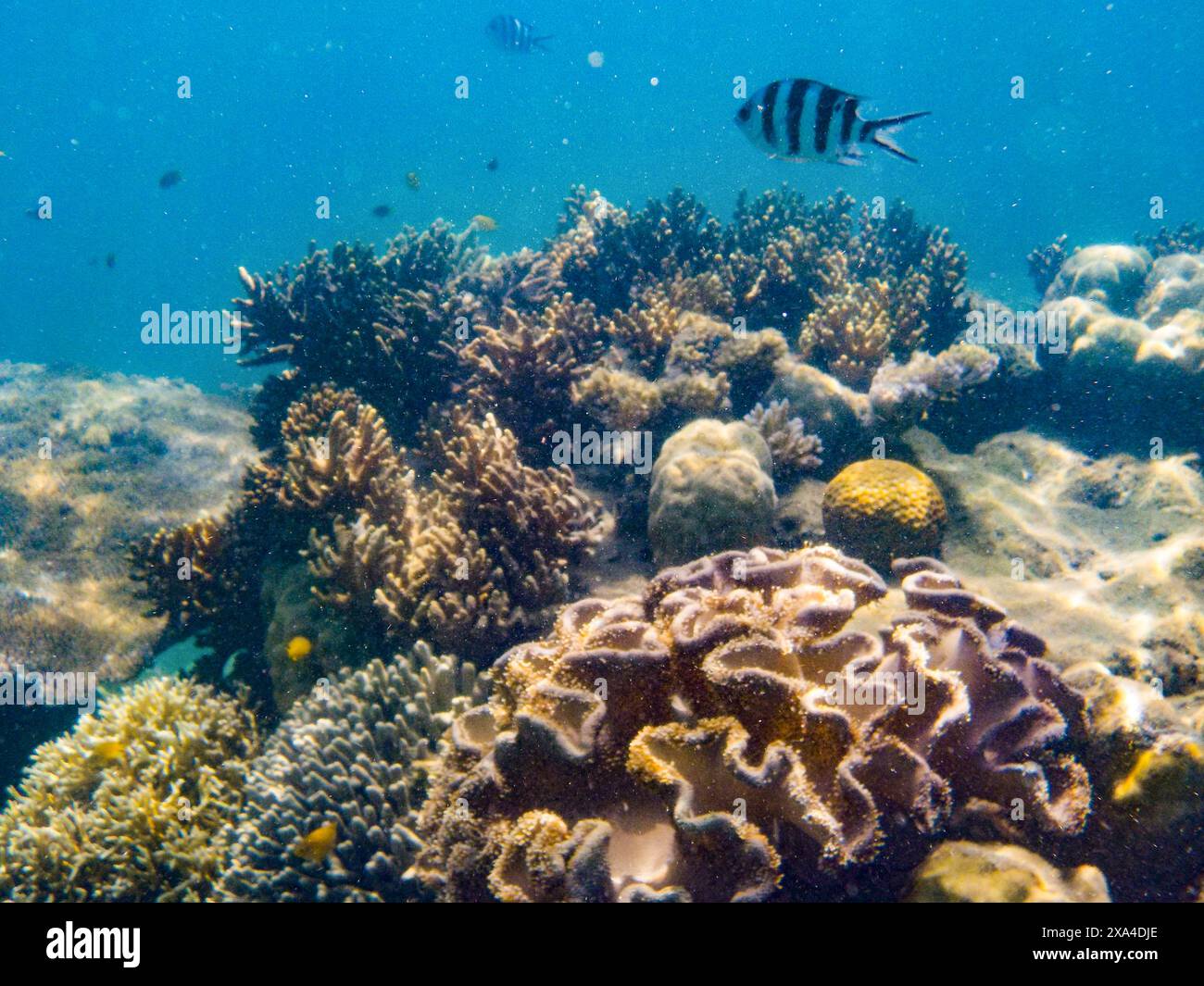 Underwater scene displaying vibrant coral reef with various species of ...