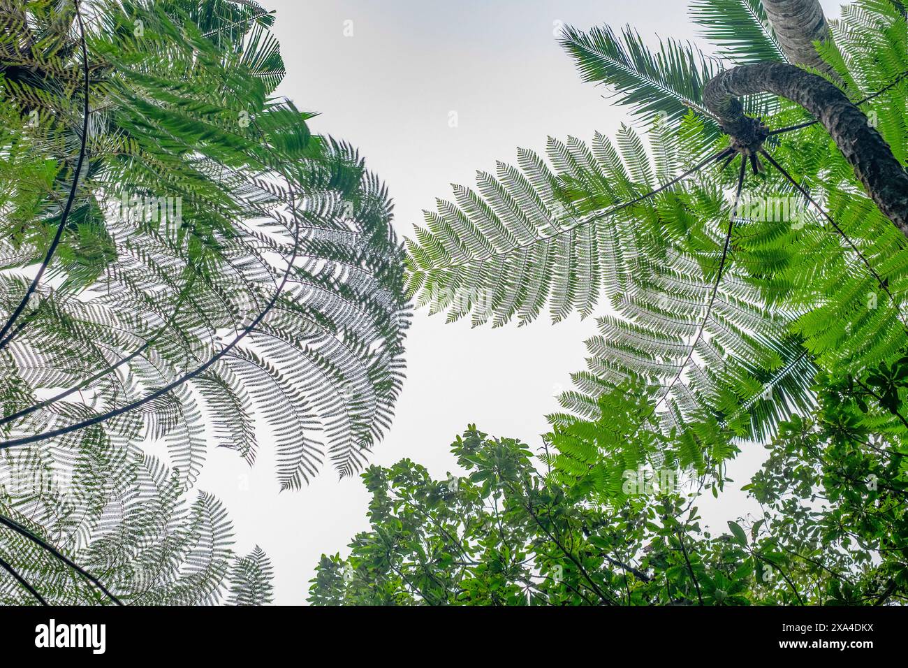 The image features view sky through lush ferns tropical trees hi-res ...