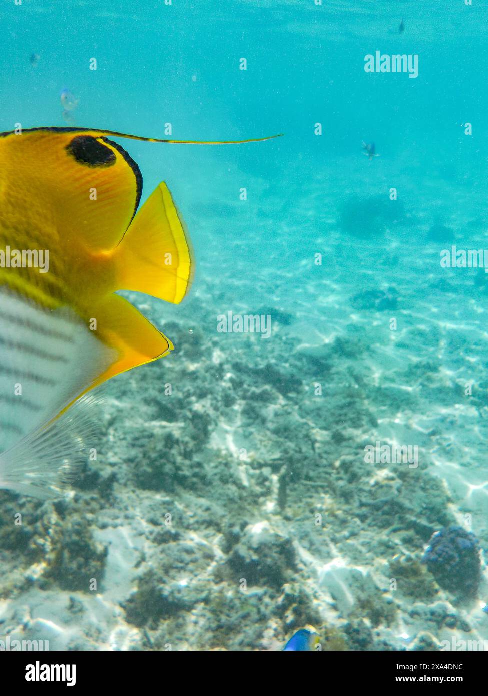 A vibrant yellow and white striped tropical fish swimming gracefully in ...