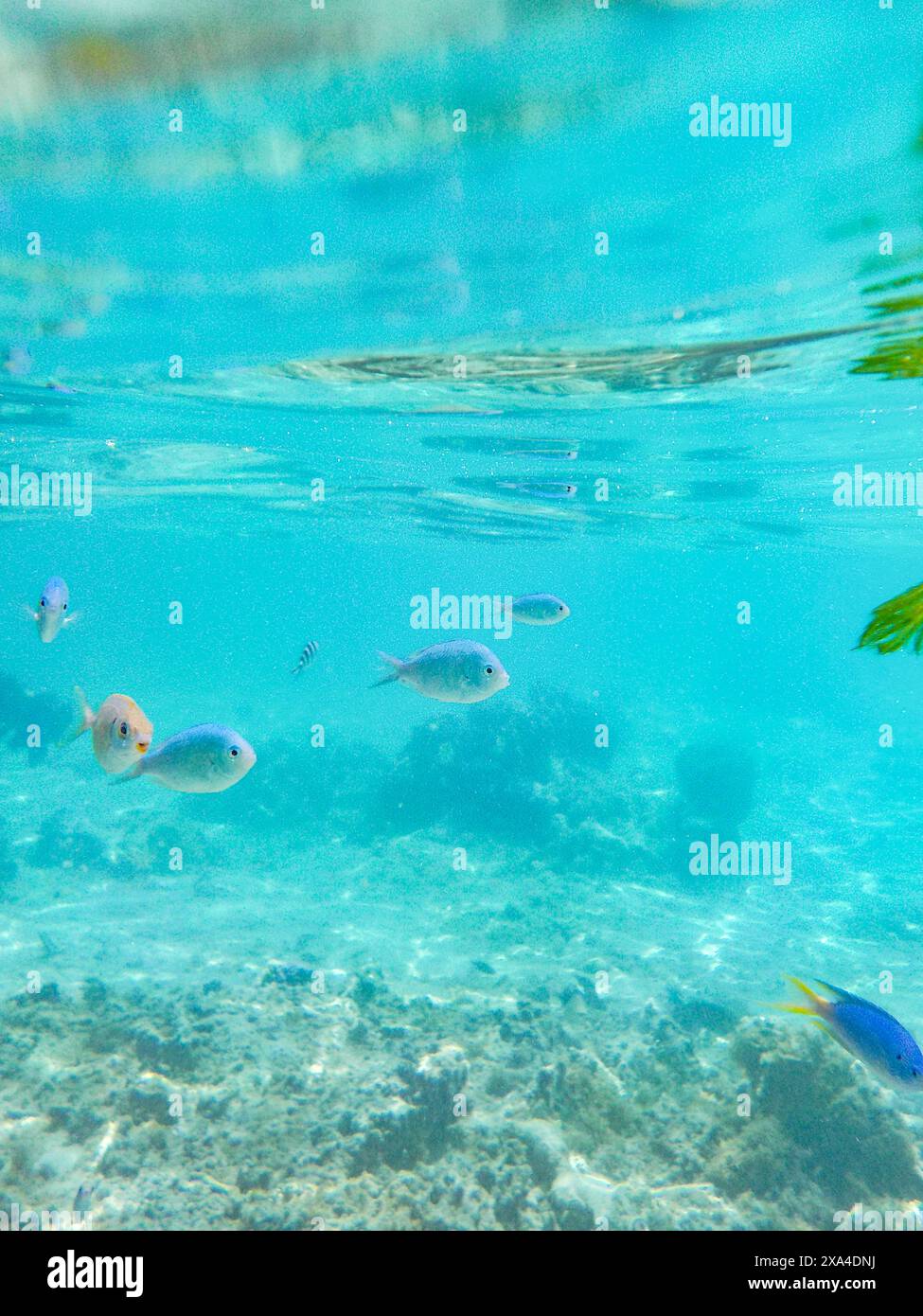 Tropical fish swimming in clear blue underwater environment with ...