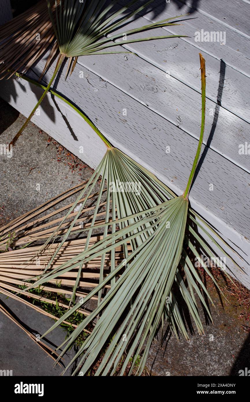A palm frond is lying across wooden steps under bright sunlight ...
