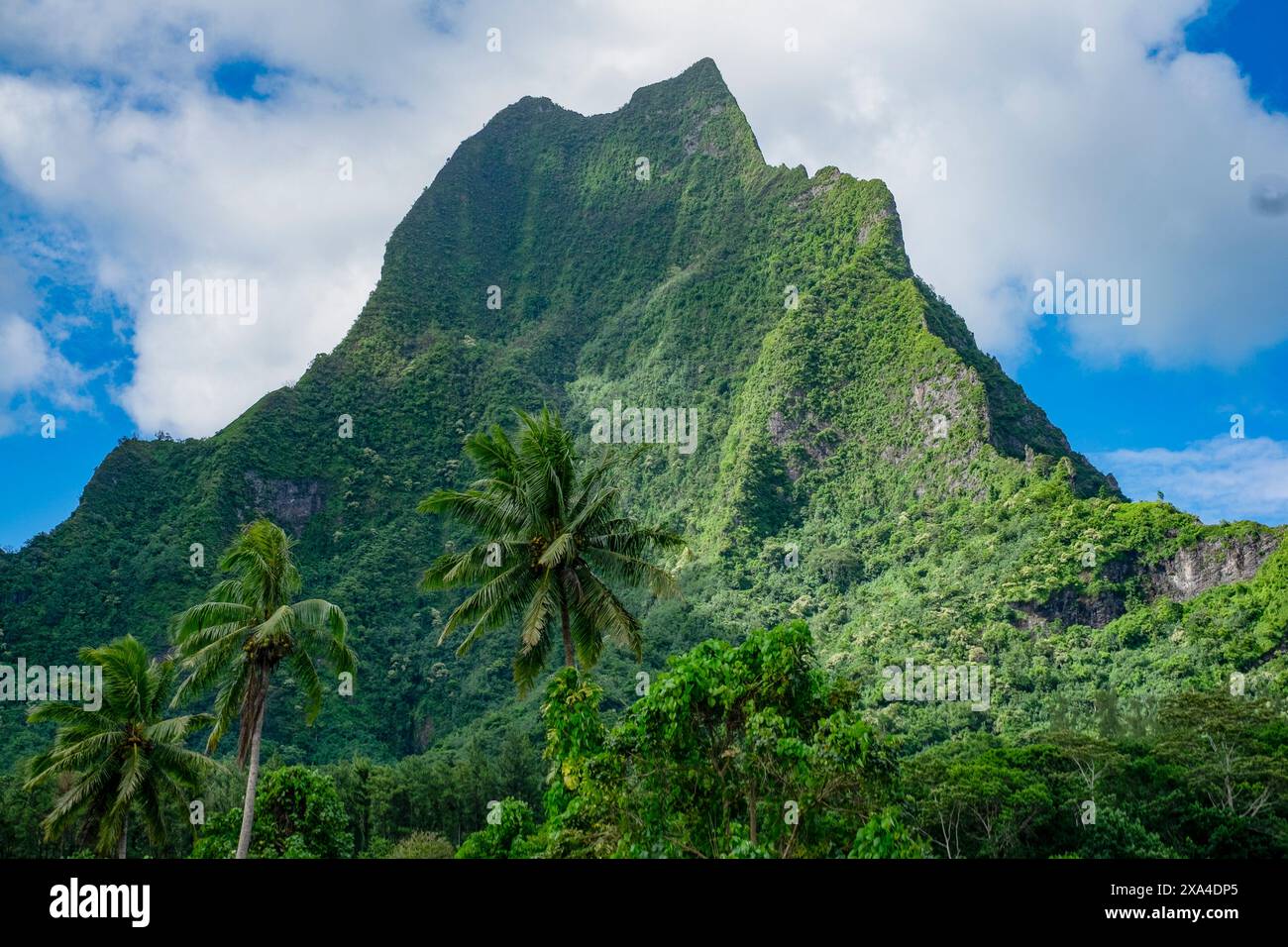 Blue sky tropical palm trees hi-res stock photography and images - Alamy