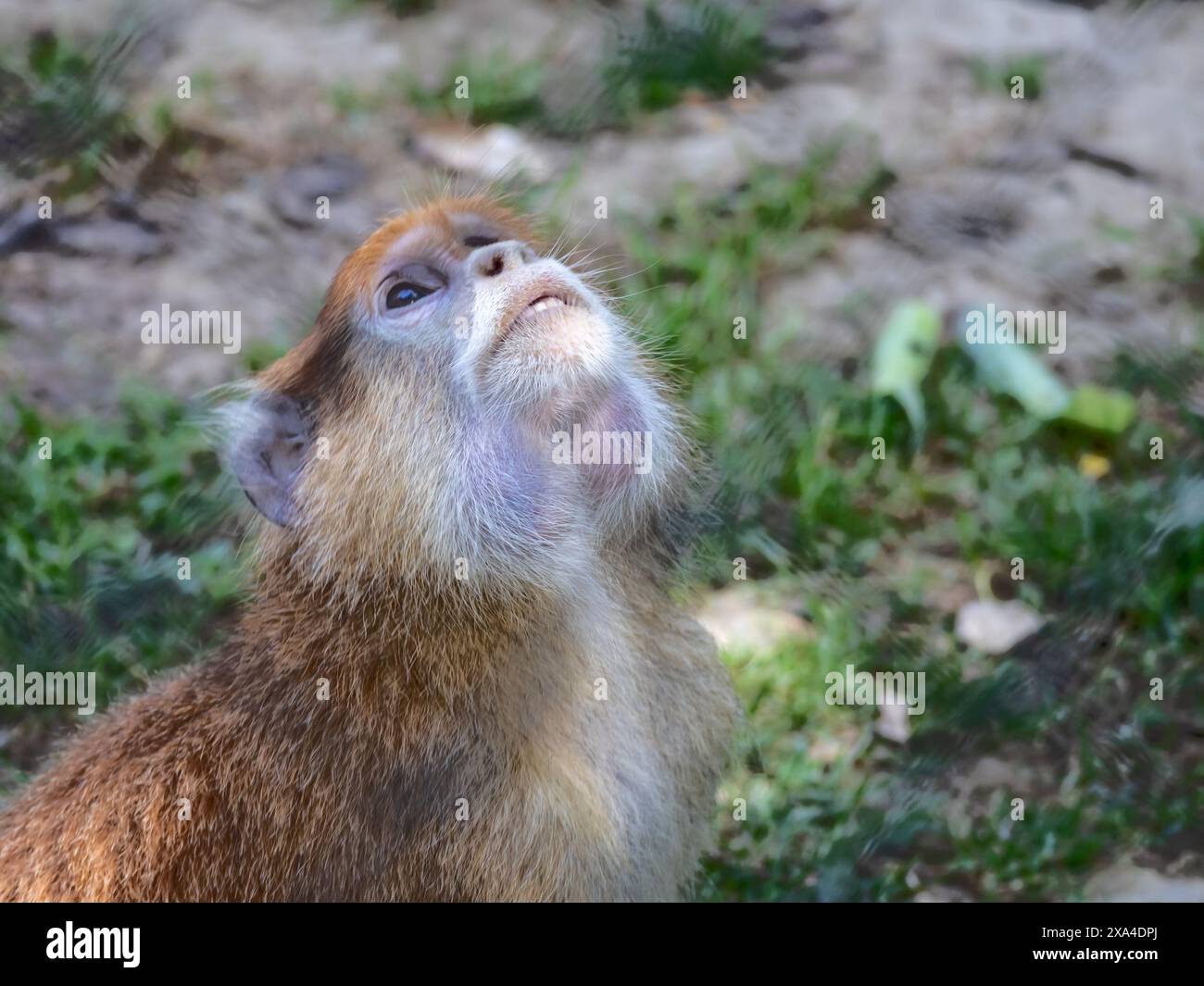 Focused glance hi-res stock photography and images - Alamy