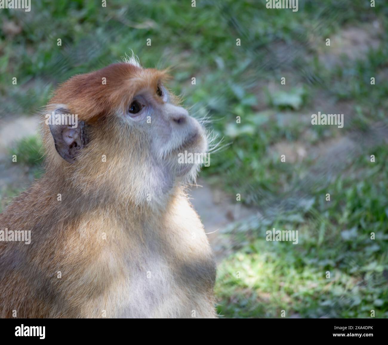 A monkey very focused looking at something Stock Photo - Alamy
