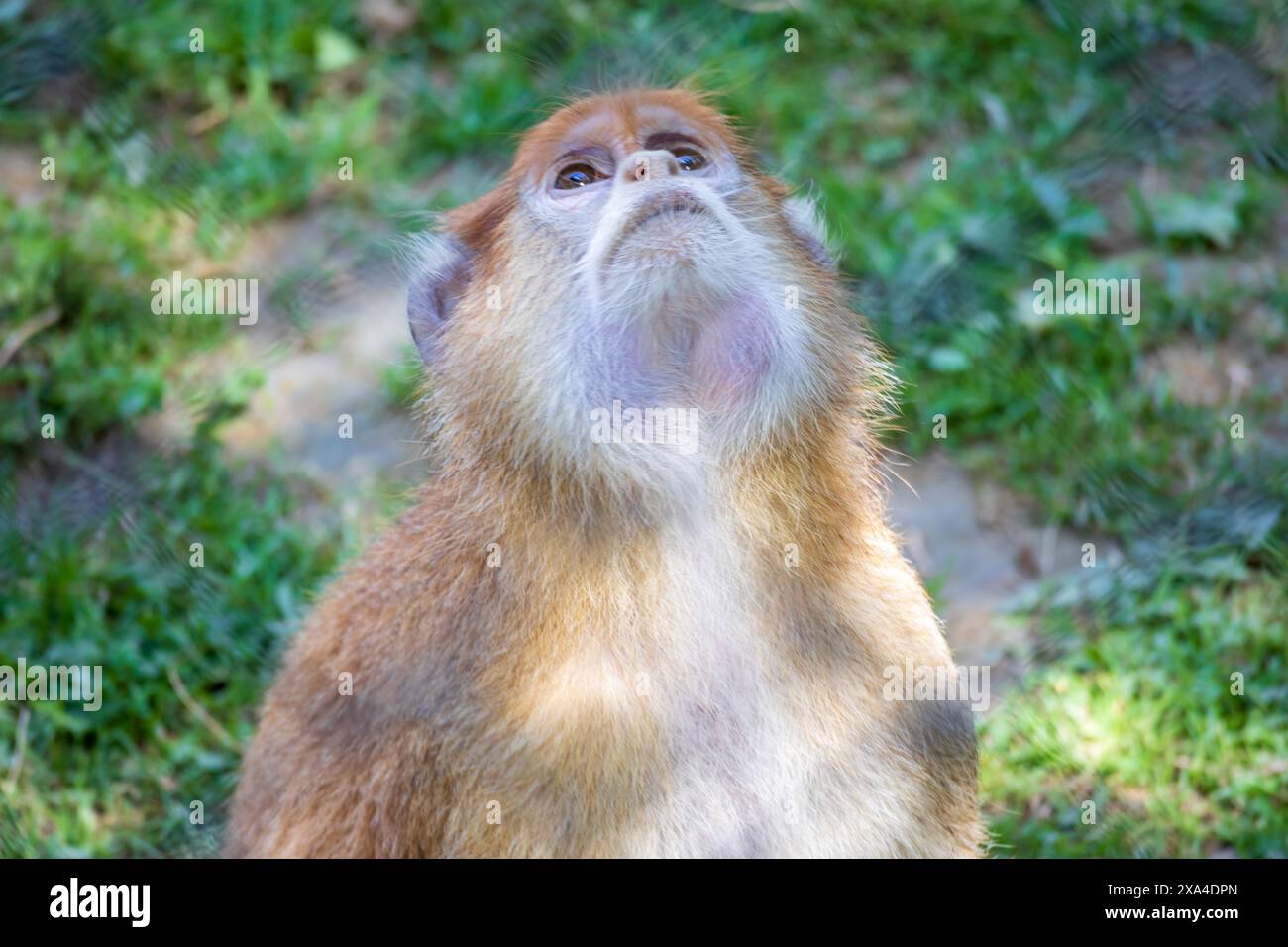 A monkey very focused looking at something Stock Photo - Alamy