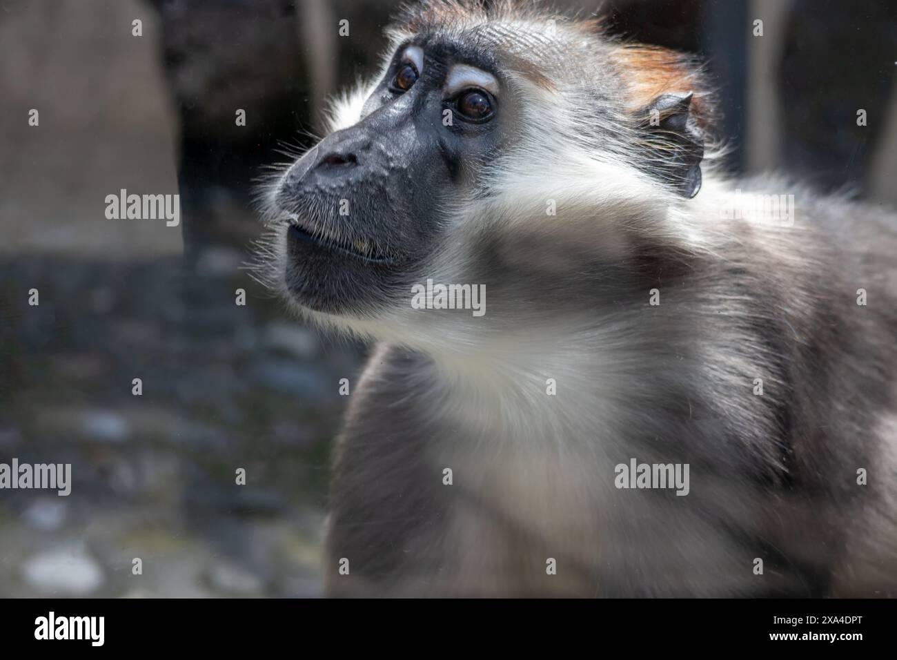 A monkey very focused looking at something Stock Photo - Alamy