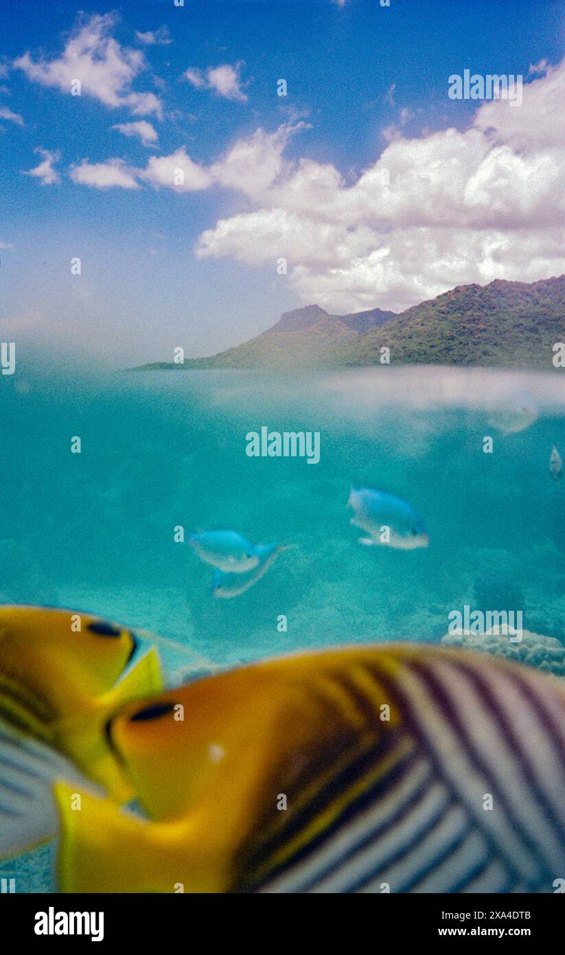 Underwater landscape featuring hi-res stock photography and images - Alamy