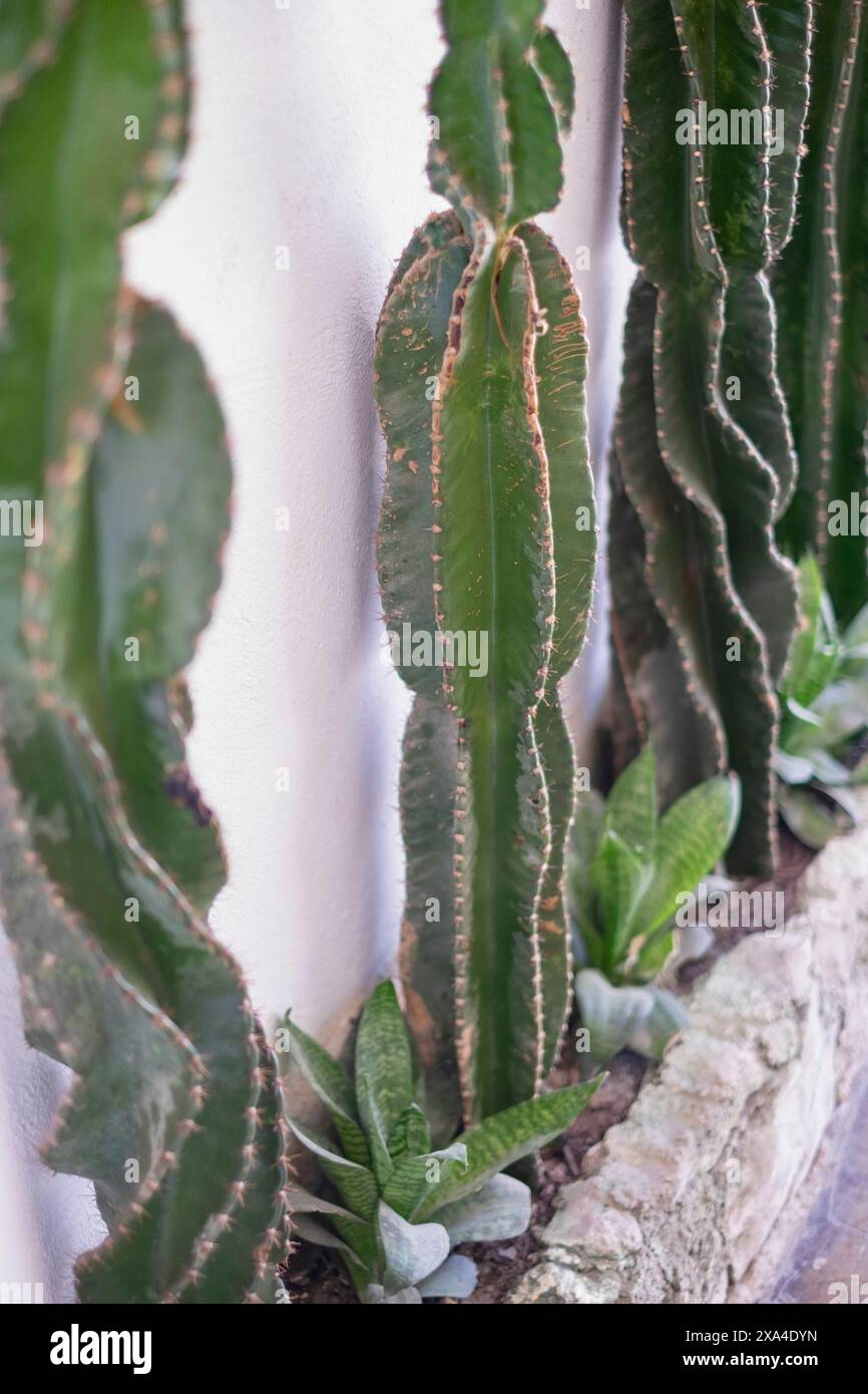 Group cacti growing in hi-res stock photography and images - Alamy