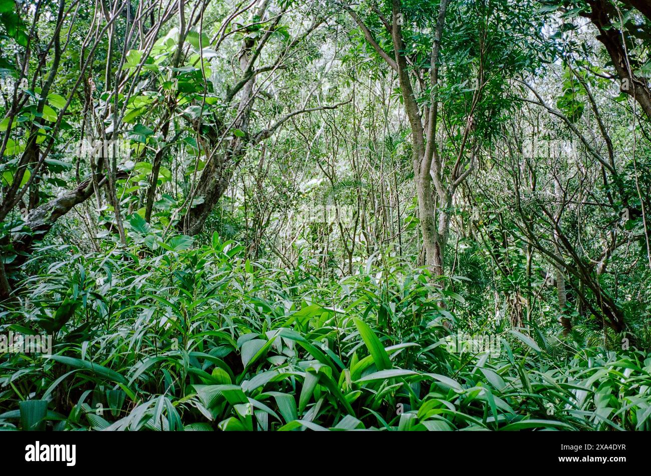 Fern Earth Underbrush Clearing Underbrush Along The Future Atlanta