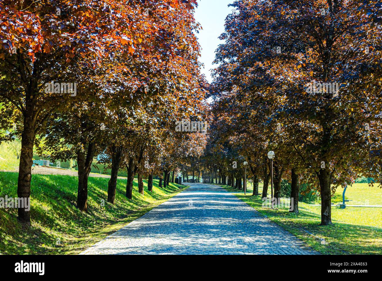Avenue of red trees in the old village of Kumrovec, home of Josip Broz ...