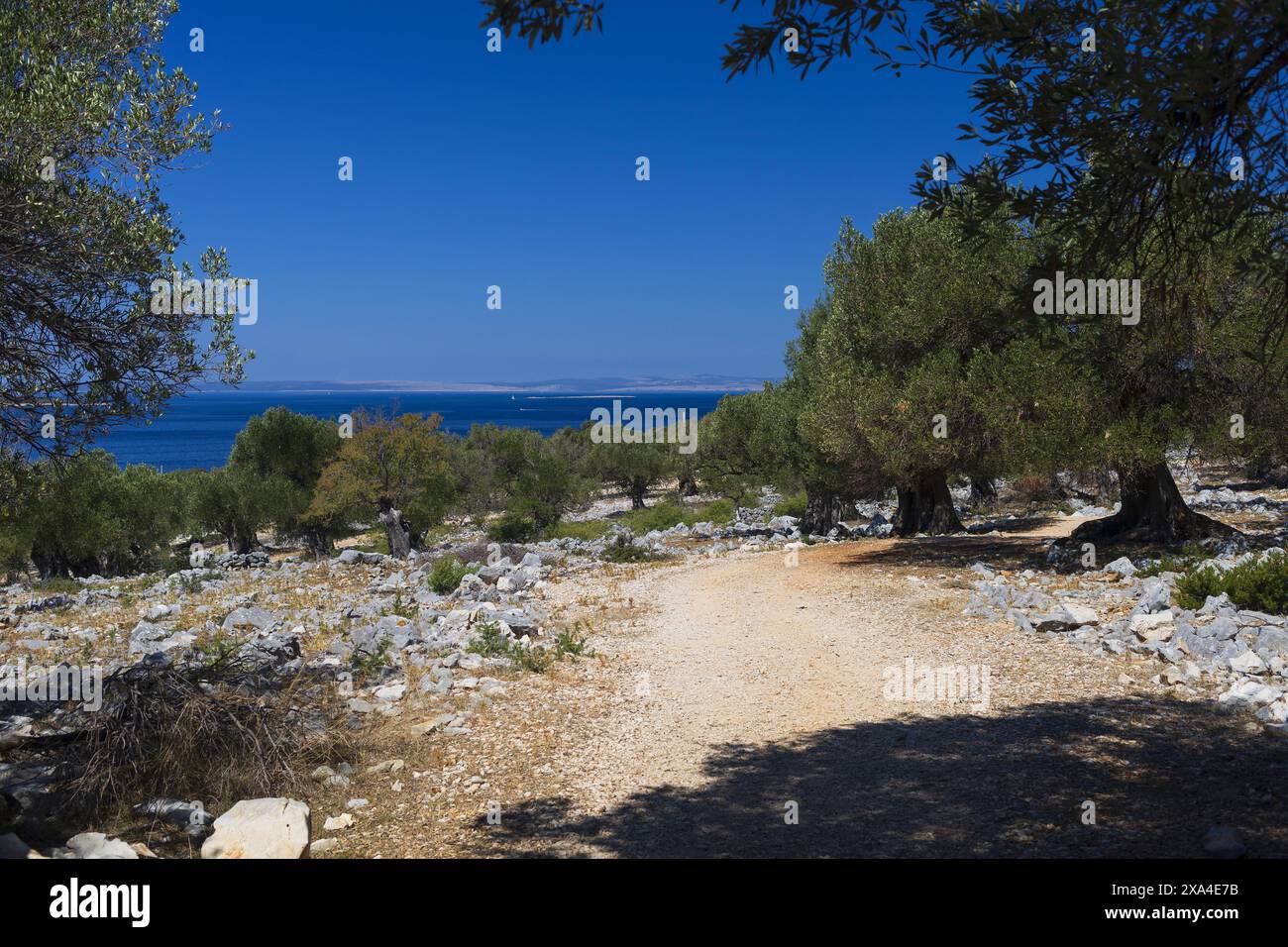 Panoramic photo of a sea view from olive gardens of Lun ecological park ...