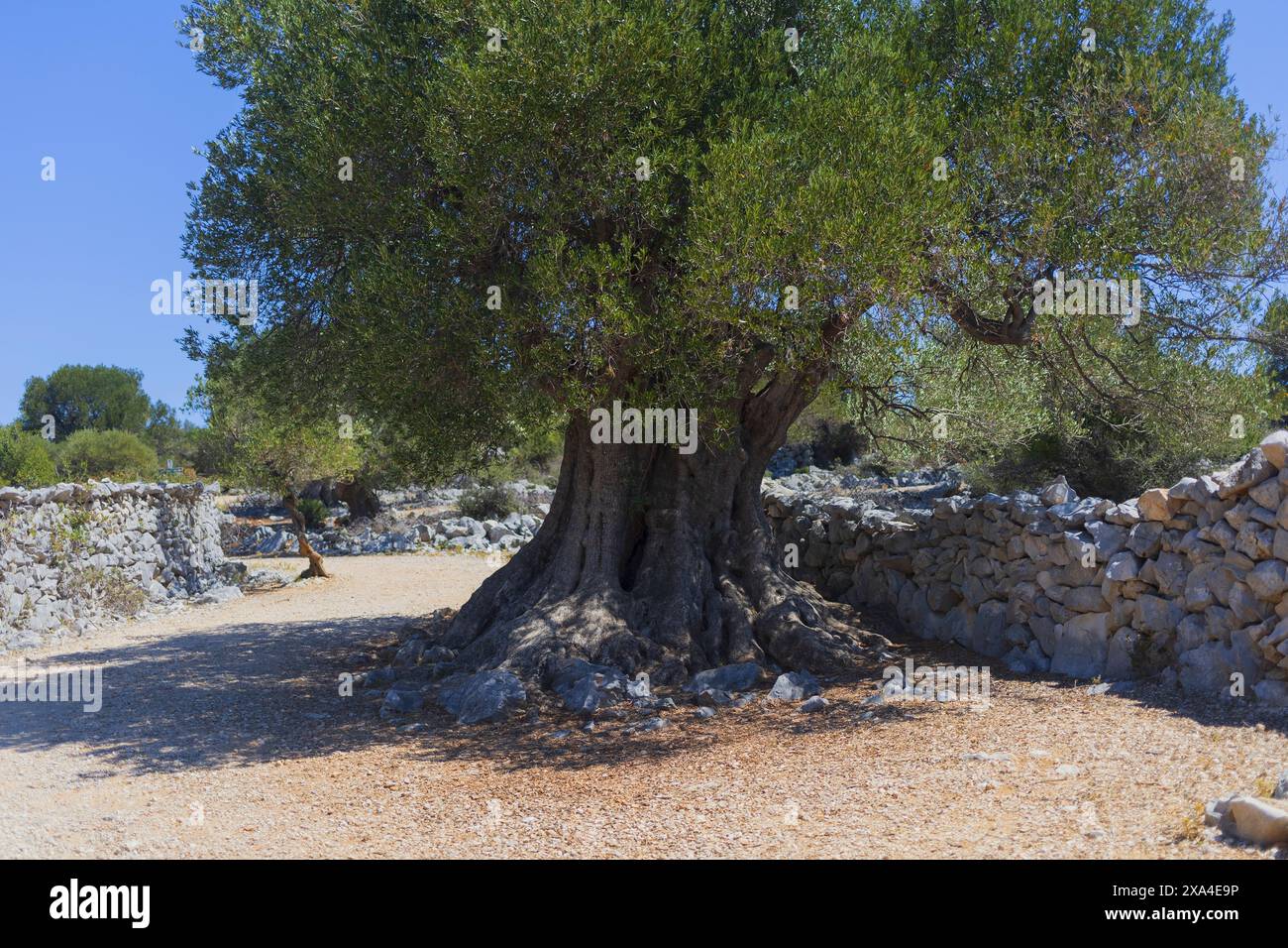 Photography of an ancient olive tree in Olive gardens of Lun ecological ...