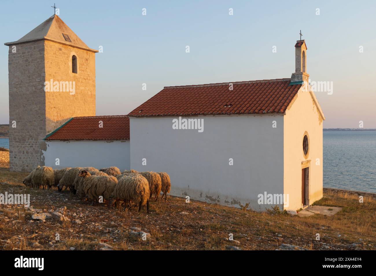 Photography of a group of sheep near small catholic church on a sea ...