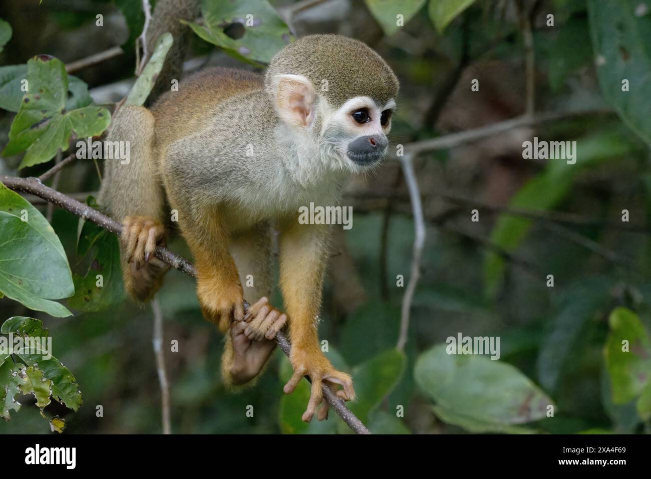 Golden-backed squirrel monkey Saimiri ustus, Amazon basin, Brazil ...