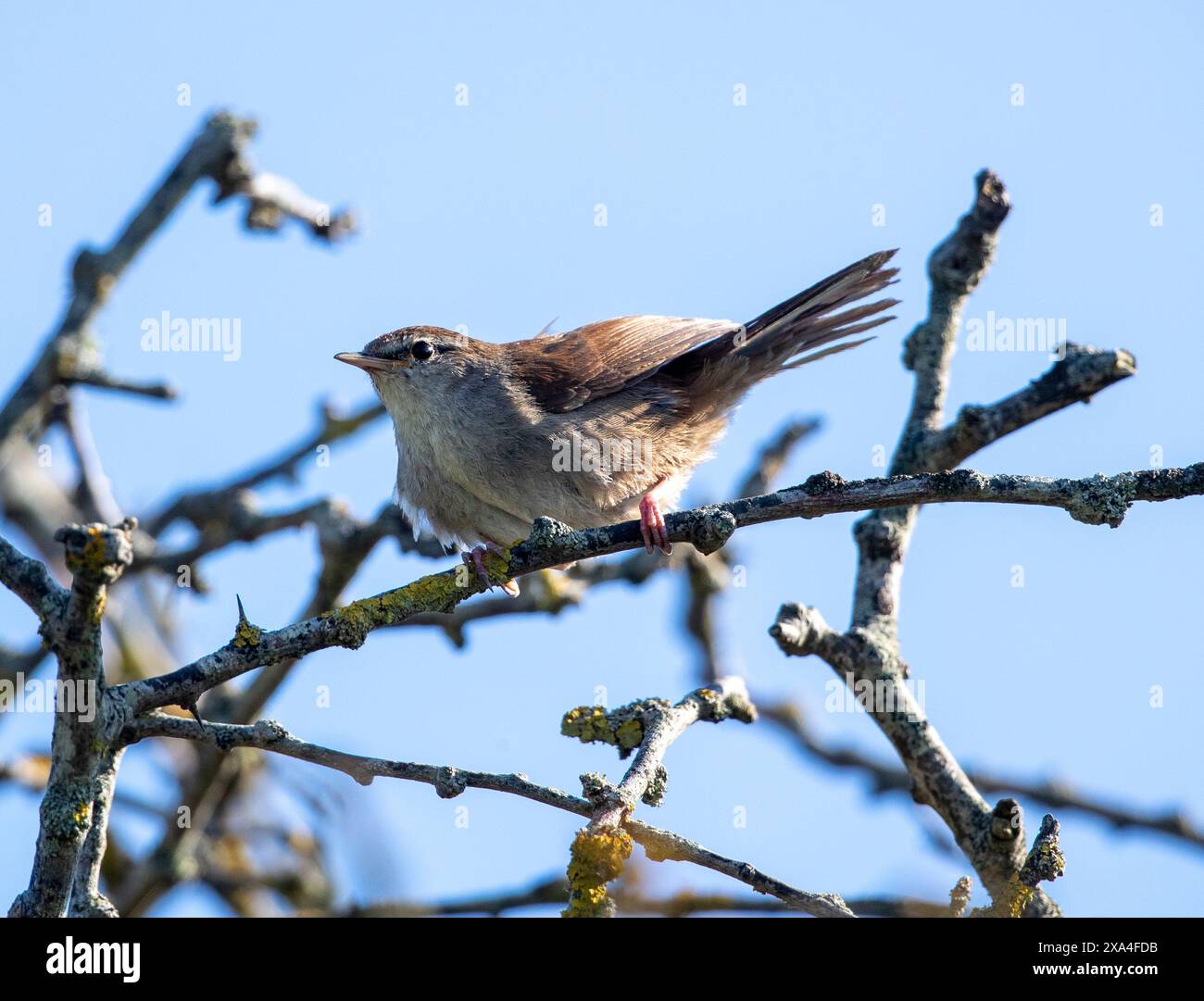 Cettis Warbler (Cettia cetti Stock Photo - Alamy