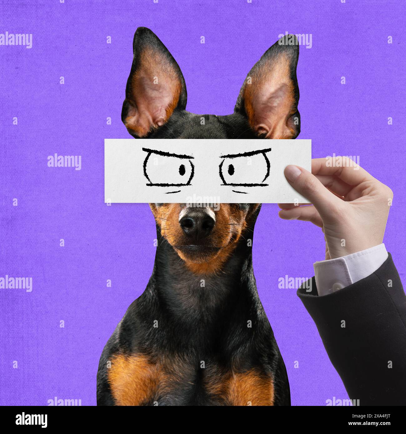 Serious pet. Purebred dog against purple background with human hand ...